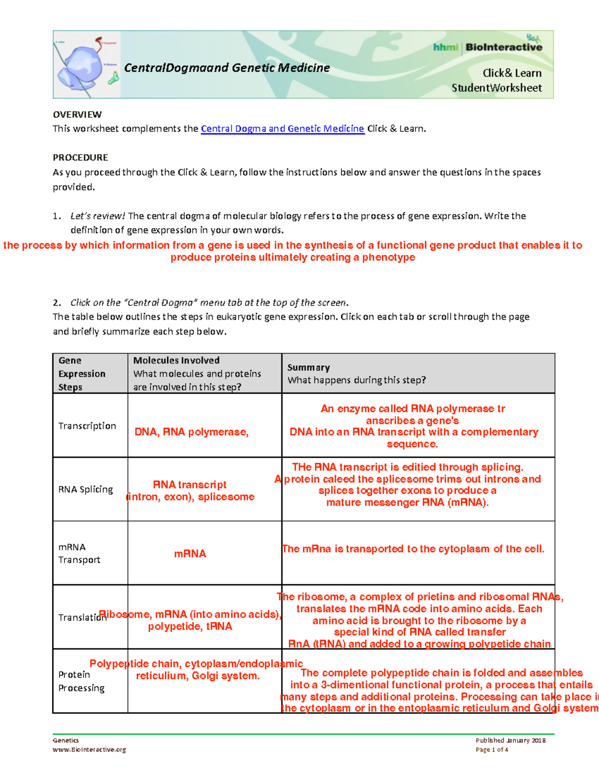 Lab - Oakland - Click & Learn Student Worksheet Central Dogma and ...