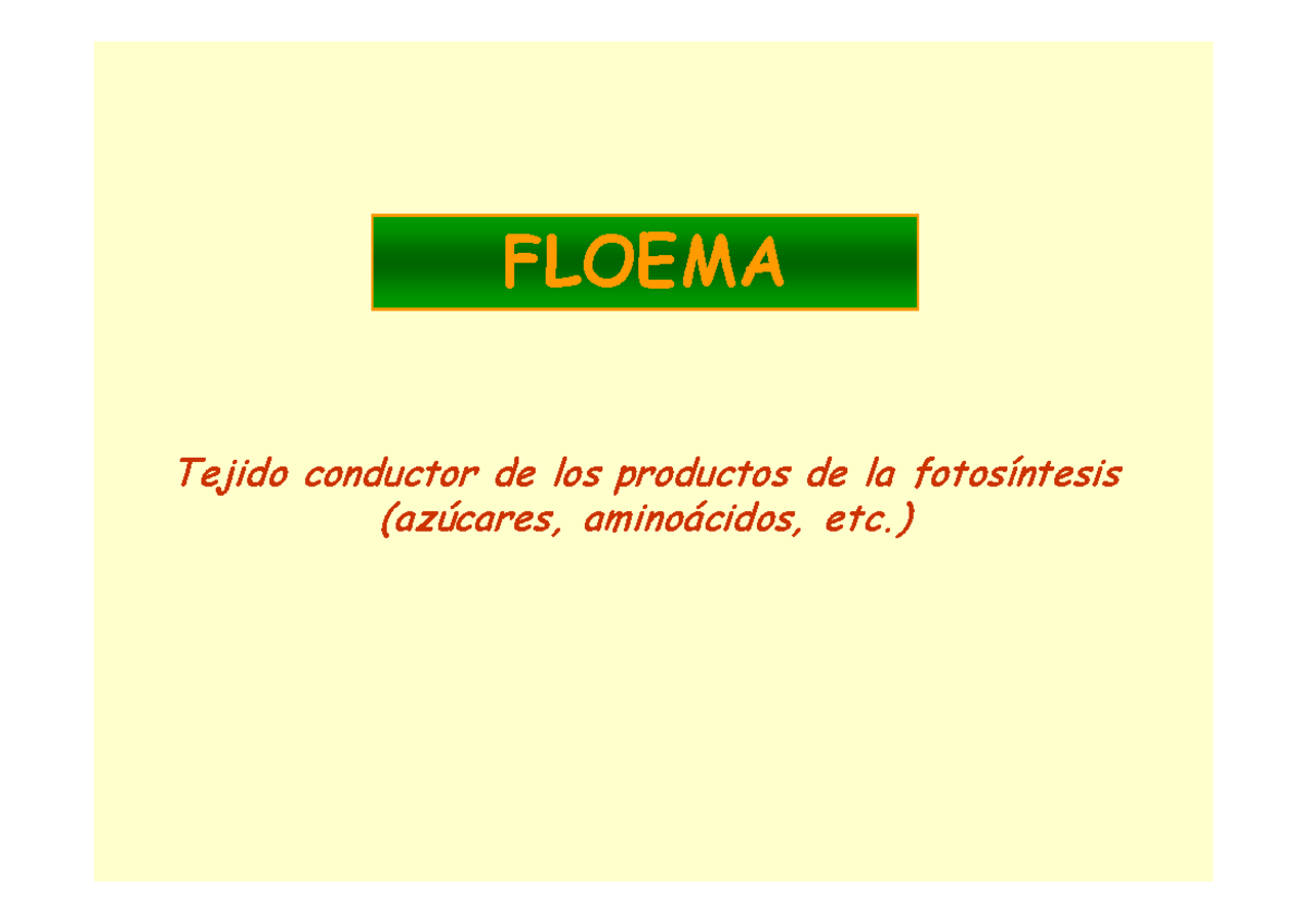 Presentacion clase Floema-Grupo A - FLOEMAFLOEMA TjidTejido cond t d ...