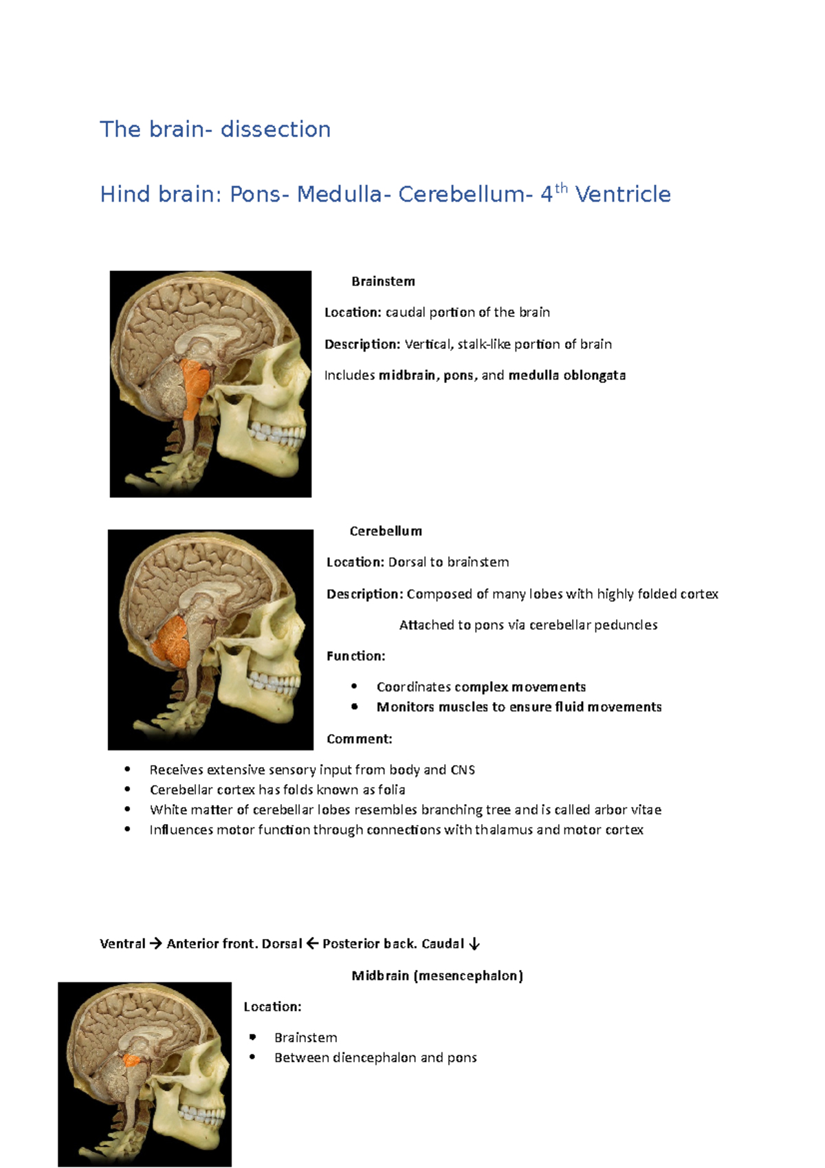 The brain dissection - notes - The brain- dissection Hind brain: Pons ...