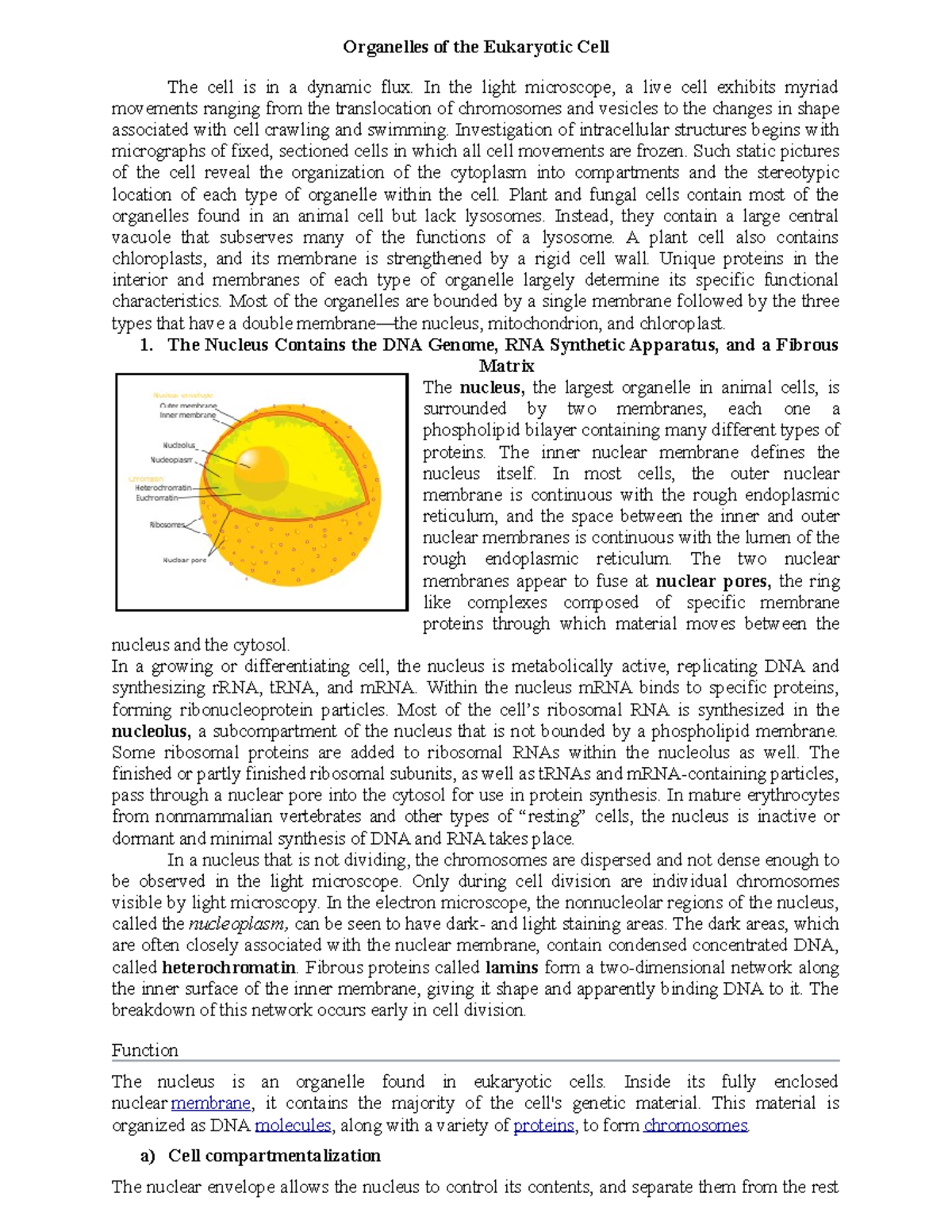 Organelles of the Eukaryotic Cell - In the light microscope, a live ...