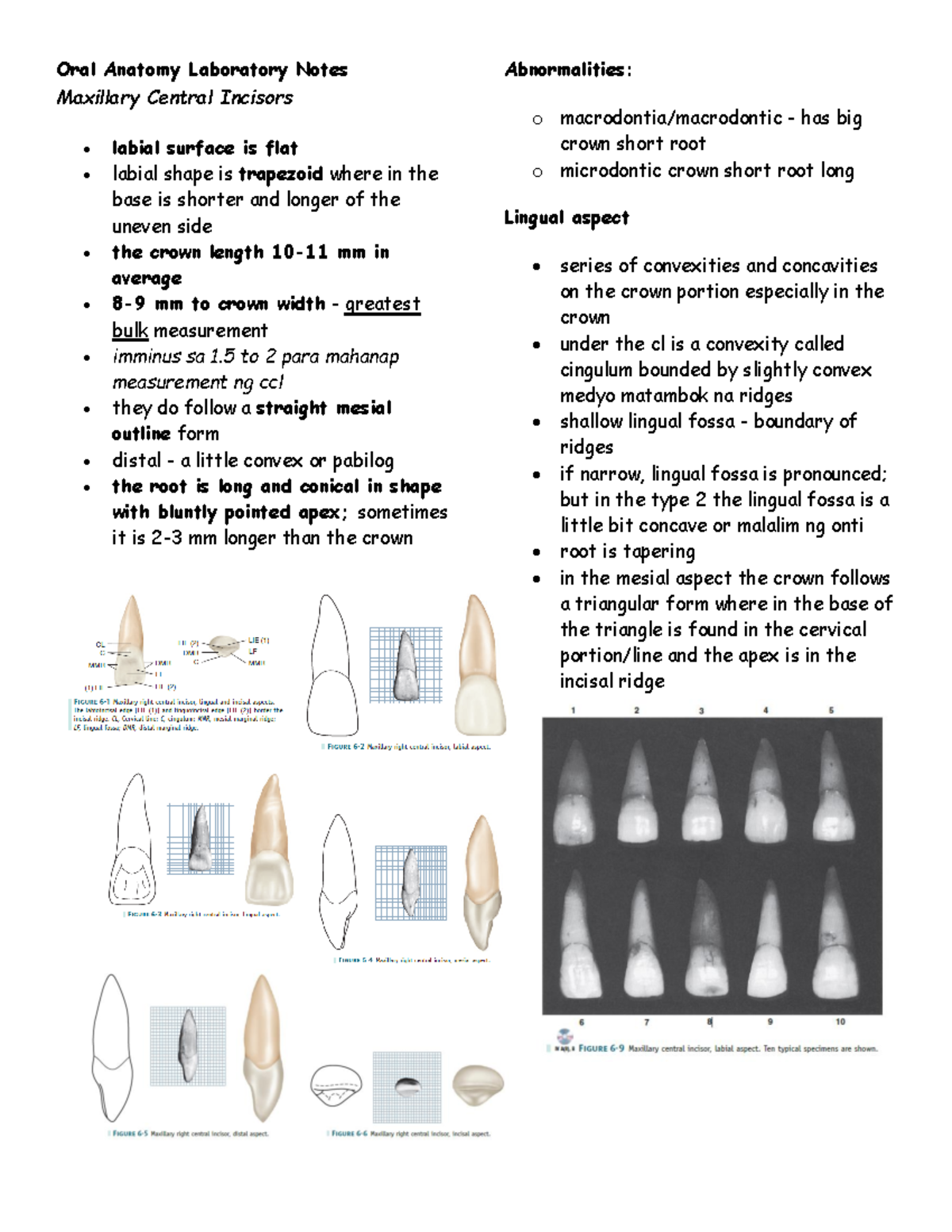 Oral Anatomy Lab Notes revised - Oral Anatomy Laboratory Notes ...