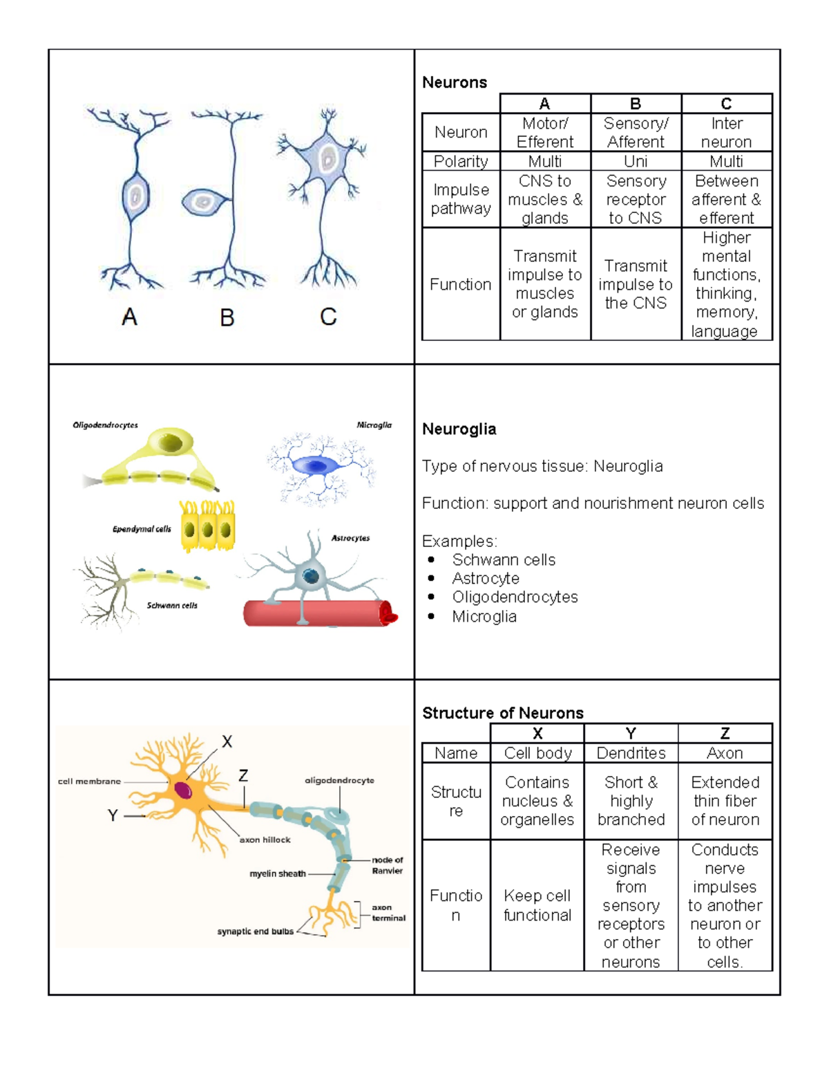 topic 10 nervous and mascular system notes - Neurons A B C Neuron Motor ...
