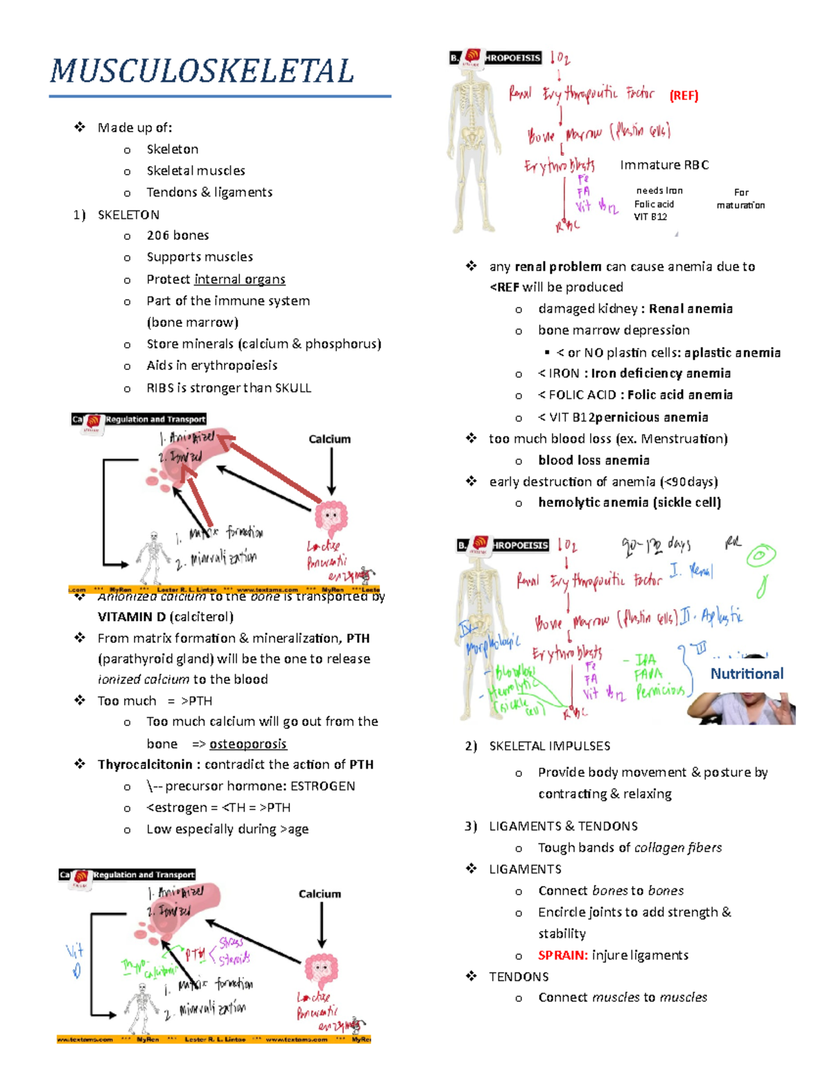 Musculoskeletal- nursing school - MUSCULOSKELETAL Made up of: o ...