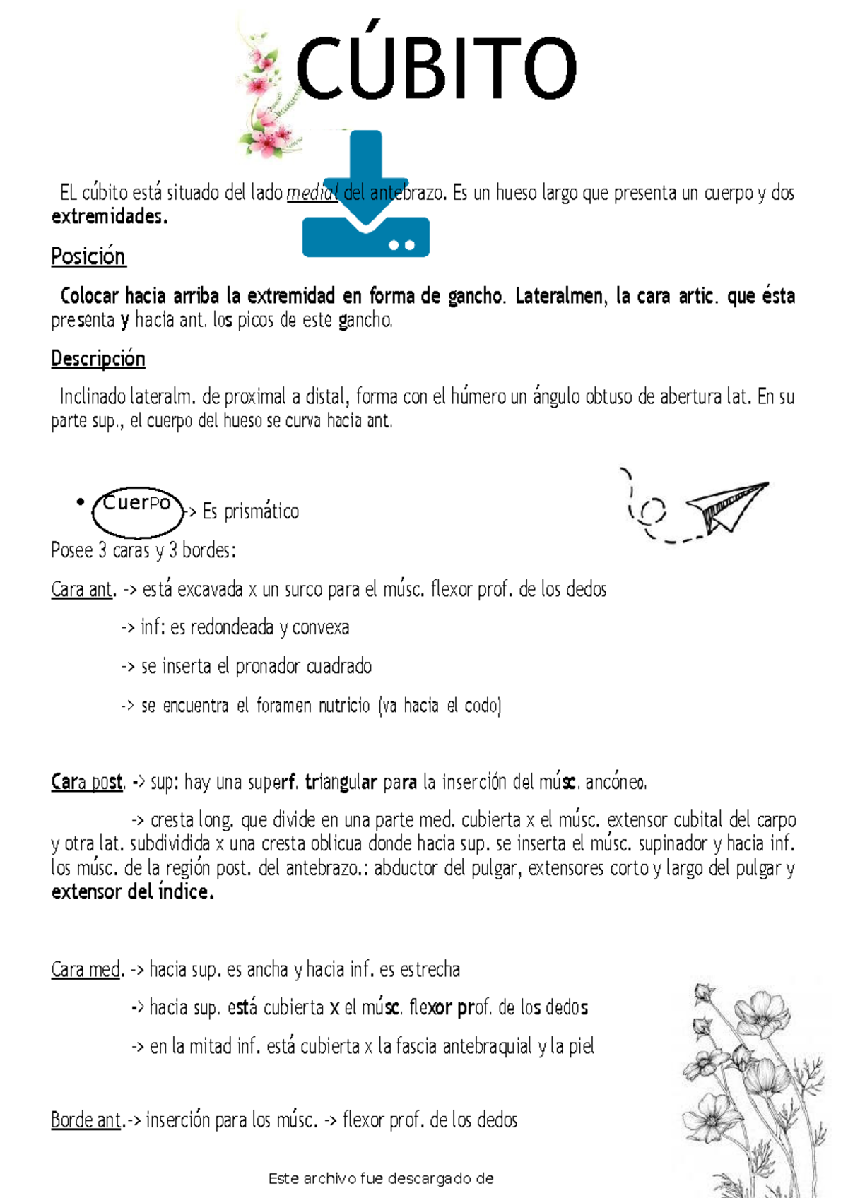 Cubito y Radio - CÚBITO EL cúbito está situado del lado medial del ...