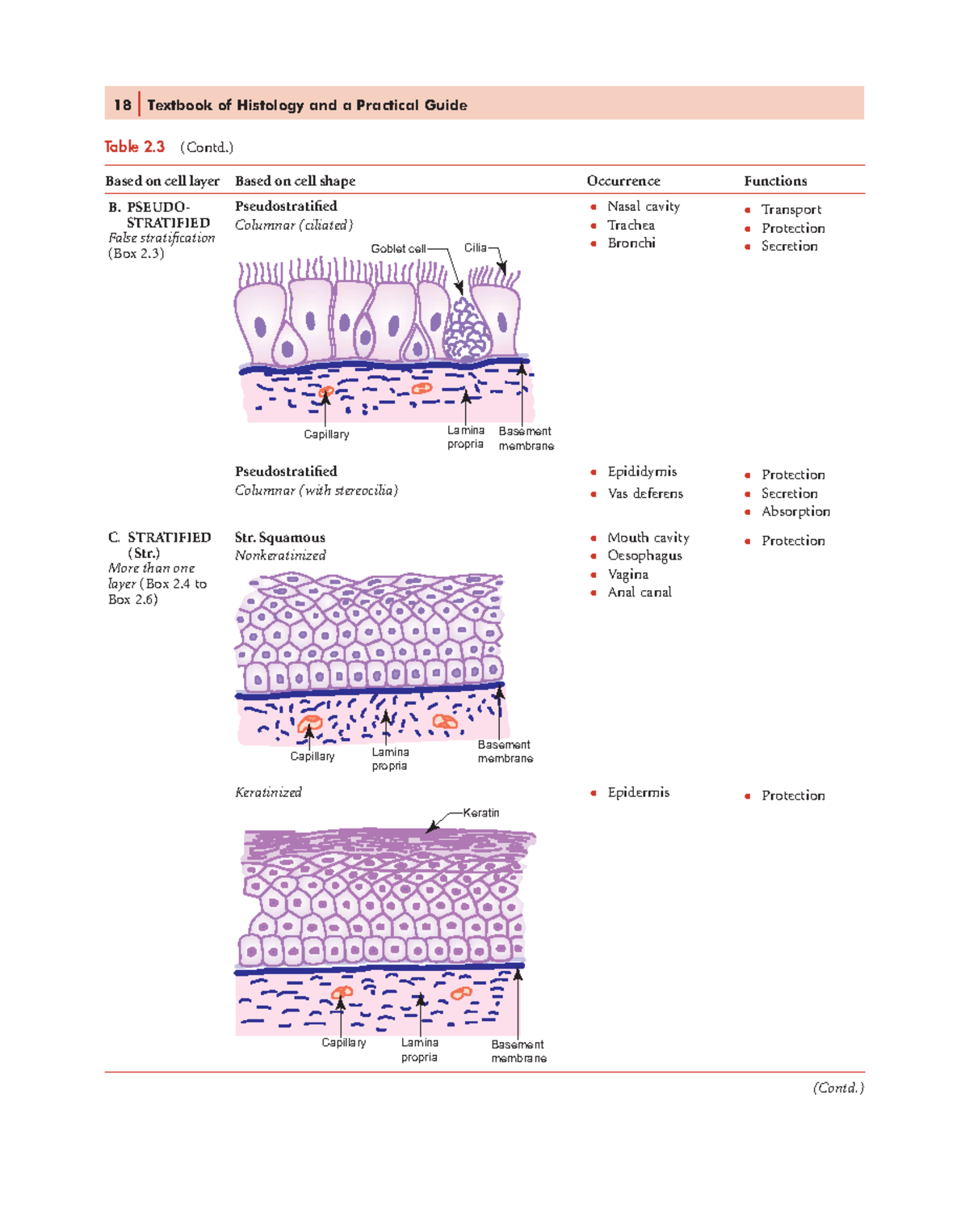 Bhai mere padhiyo Histo(J - 18 Textbook of Histology and a Practical Guide Based on cell layer ...