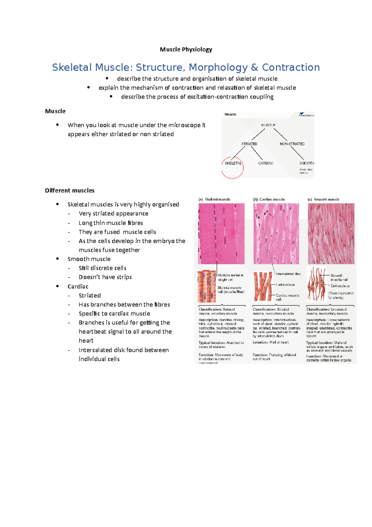 10.Muscle 1 - Lecture notes 1 - Muscle Physiology Skeletal Muscle ...