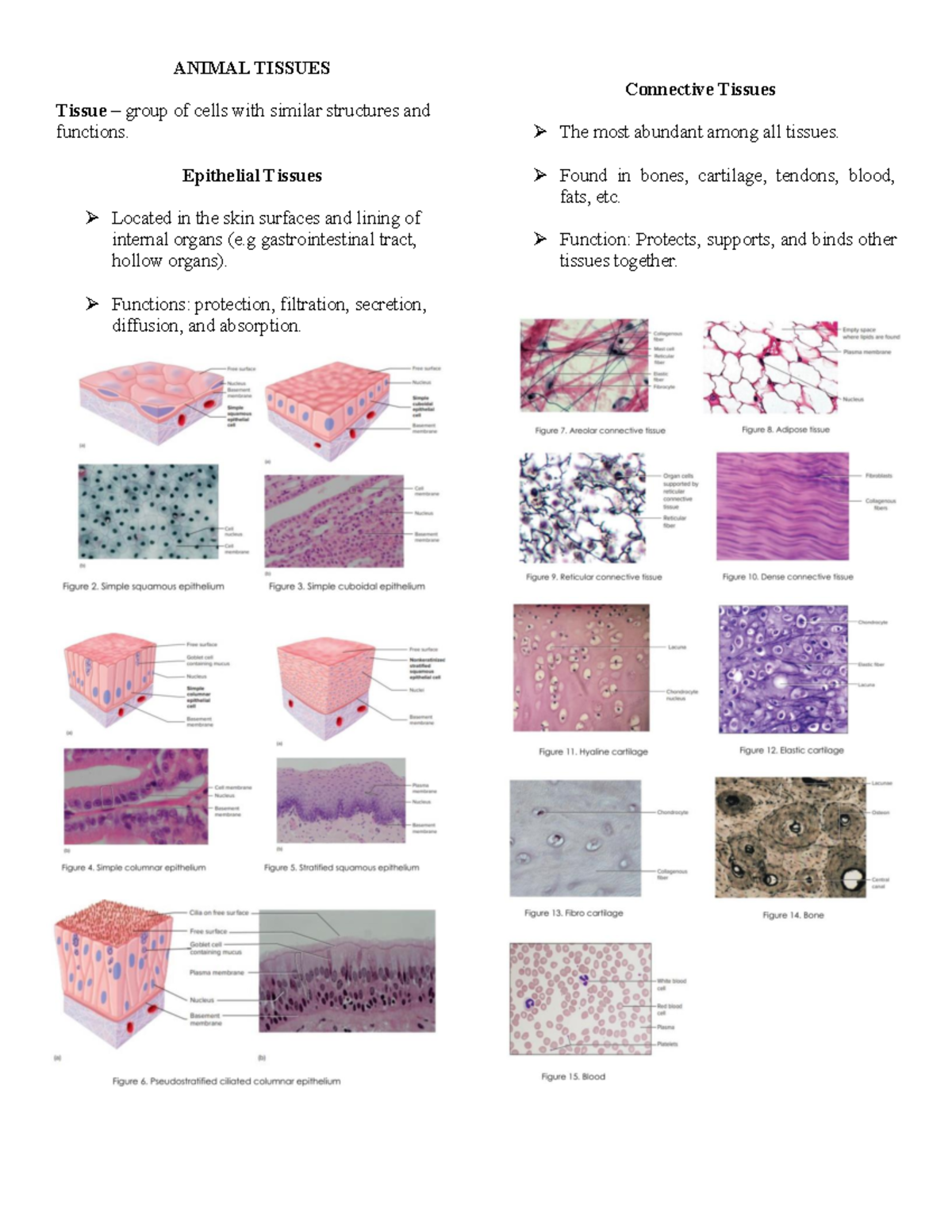 Animal Tissues Reviewer - ANIMAL TISSUES Tissue – group of cells with ...