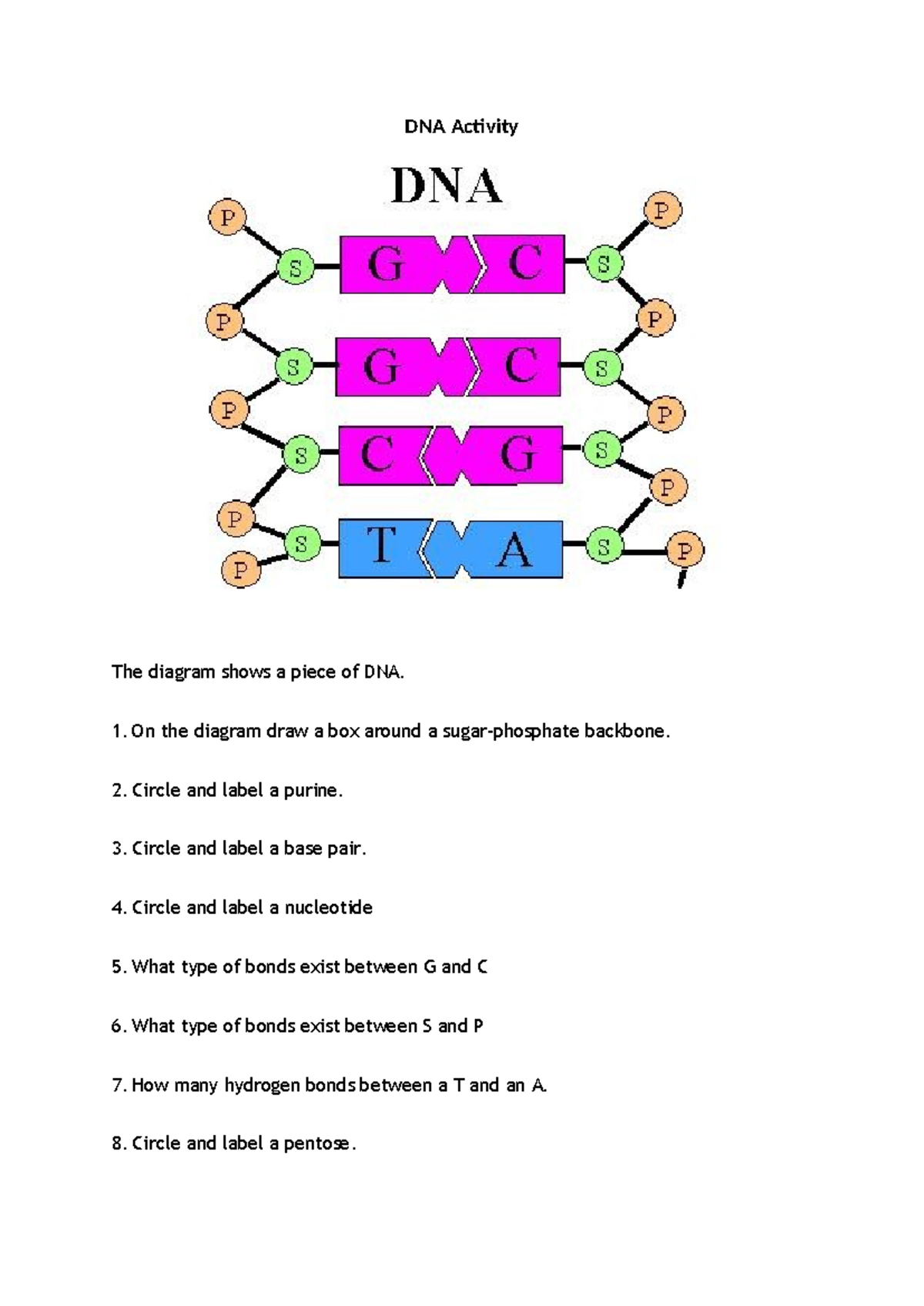 DNA Starter Activity - practice materials - DNA Activity The diagram ...