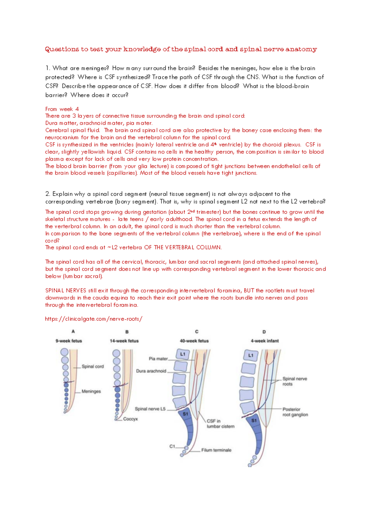 ANAT2010 spinal cord answers - Questions to test your knowledge of the ...