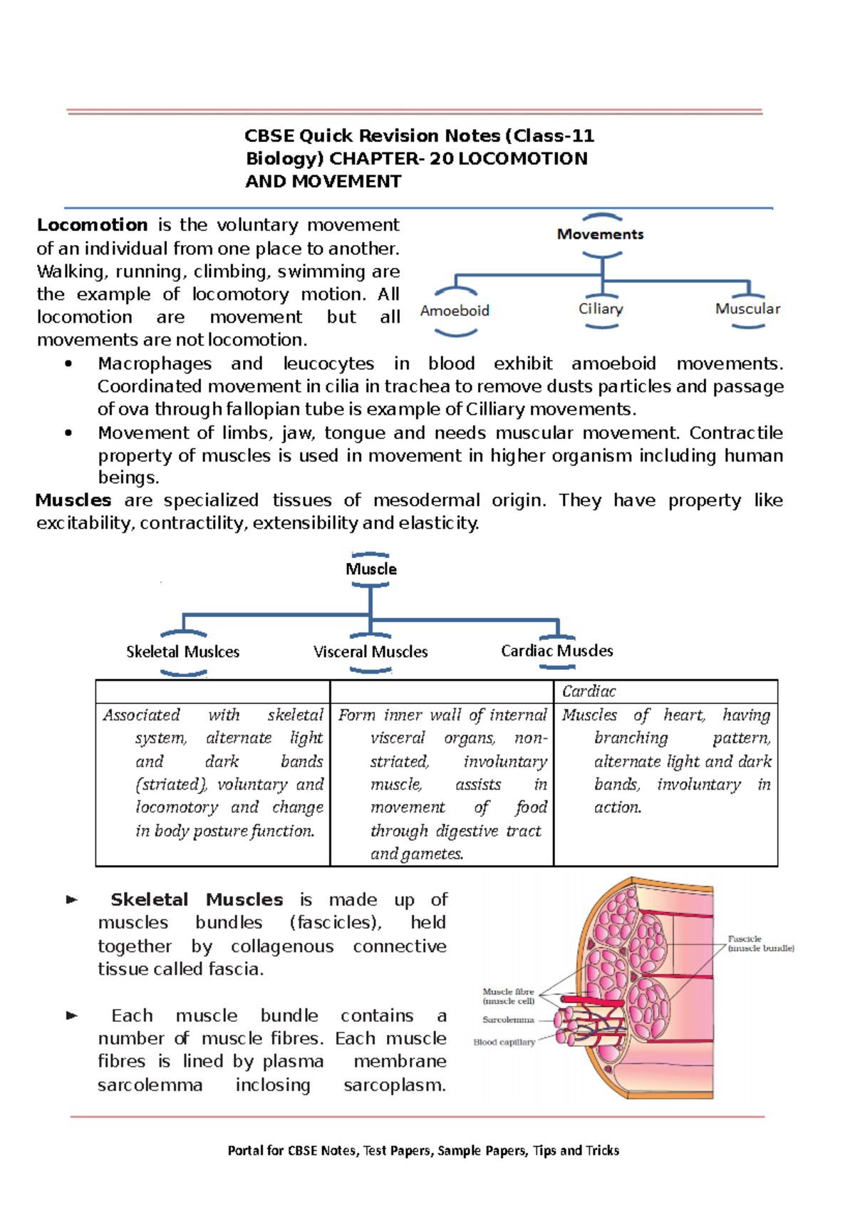 11 biology notes ch20 locomotion and movement - CBSE Quick Revision ...