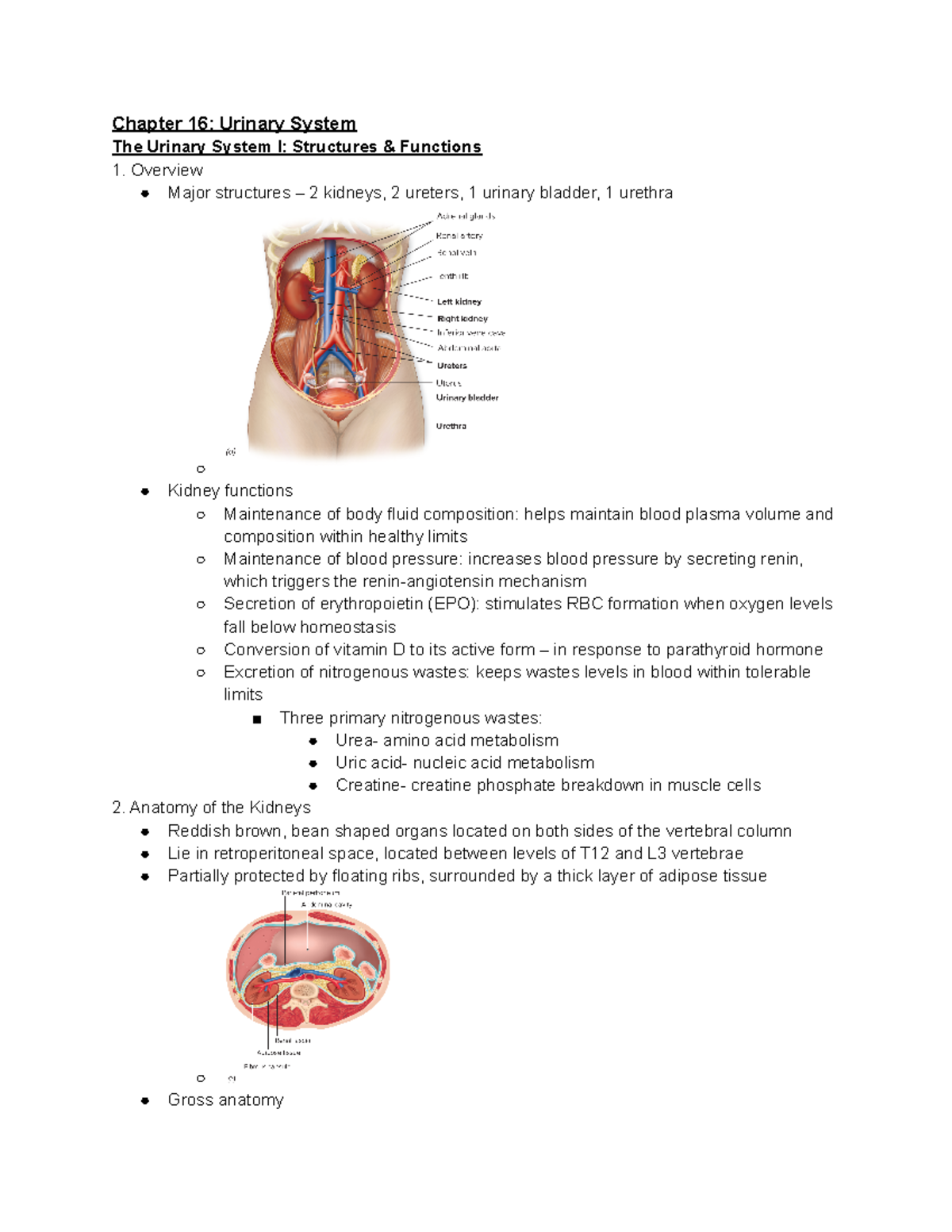 HHP 1400 Unit 5 Lecture Notes - Chapter 16: Urinary System The Urinary ...