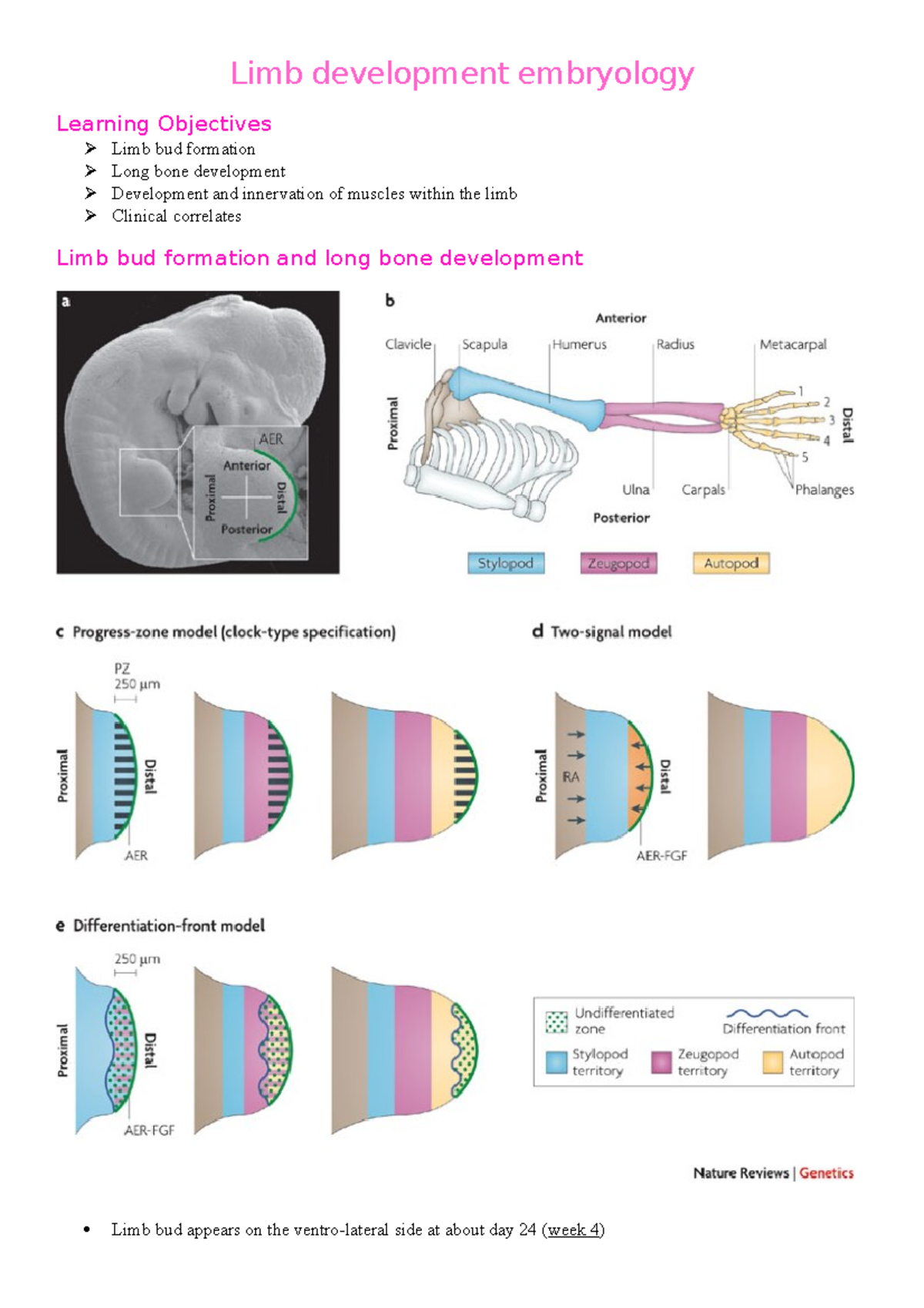 Limb development embryology - Limb development embryology Learning ...