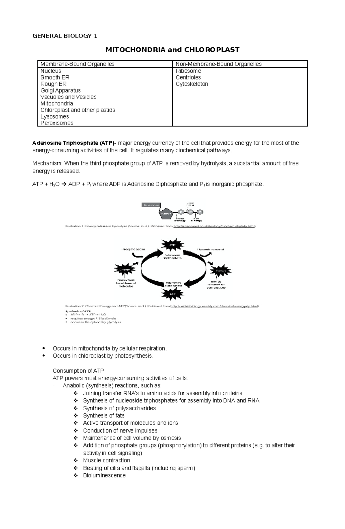 Mitochondria-and- Chloroplast - GENERAL BIOLOGY 1 MITOCHONDRIA and ...
