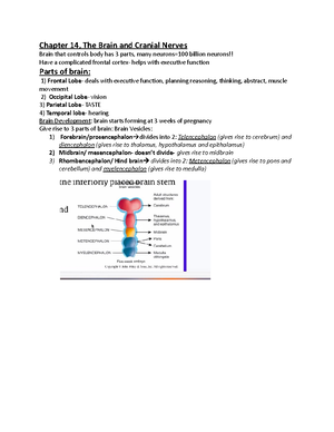 Chapter 17 A&P Special senses +lab - Chapter 17: Special Senses What ...