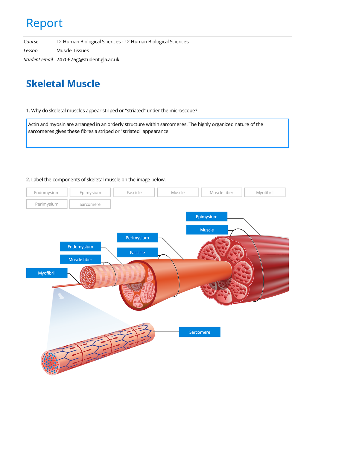Muscle Tissues report - Lecture notes 2 - Report Course L2 H uman ...