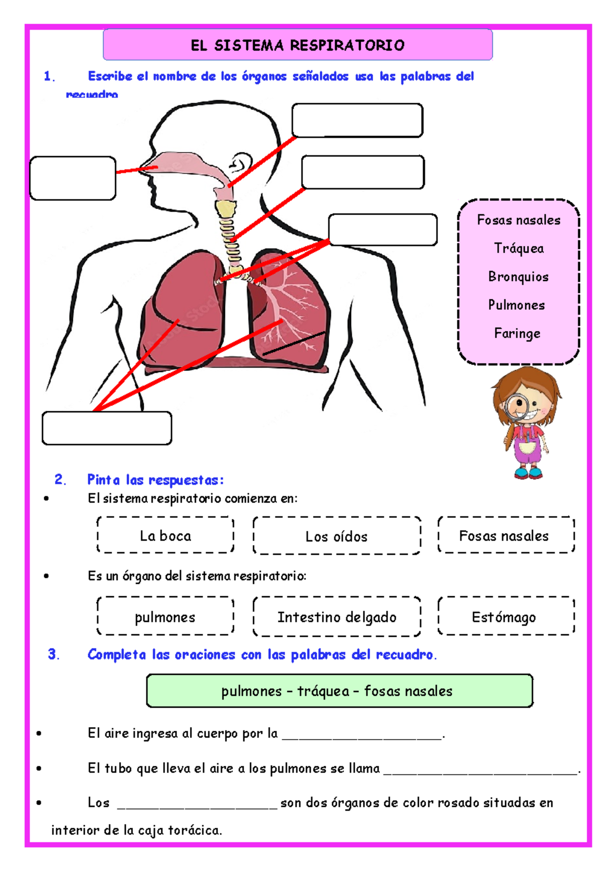 Hoja De Trabajo Del Sistema Respiratorio Con Banco De Palabras