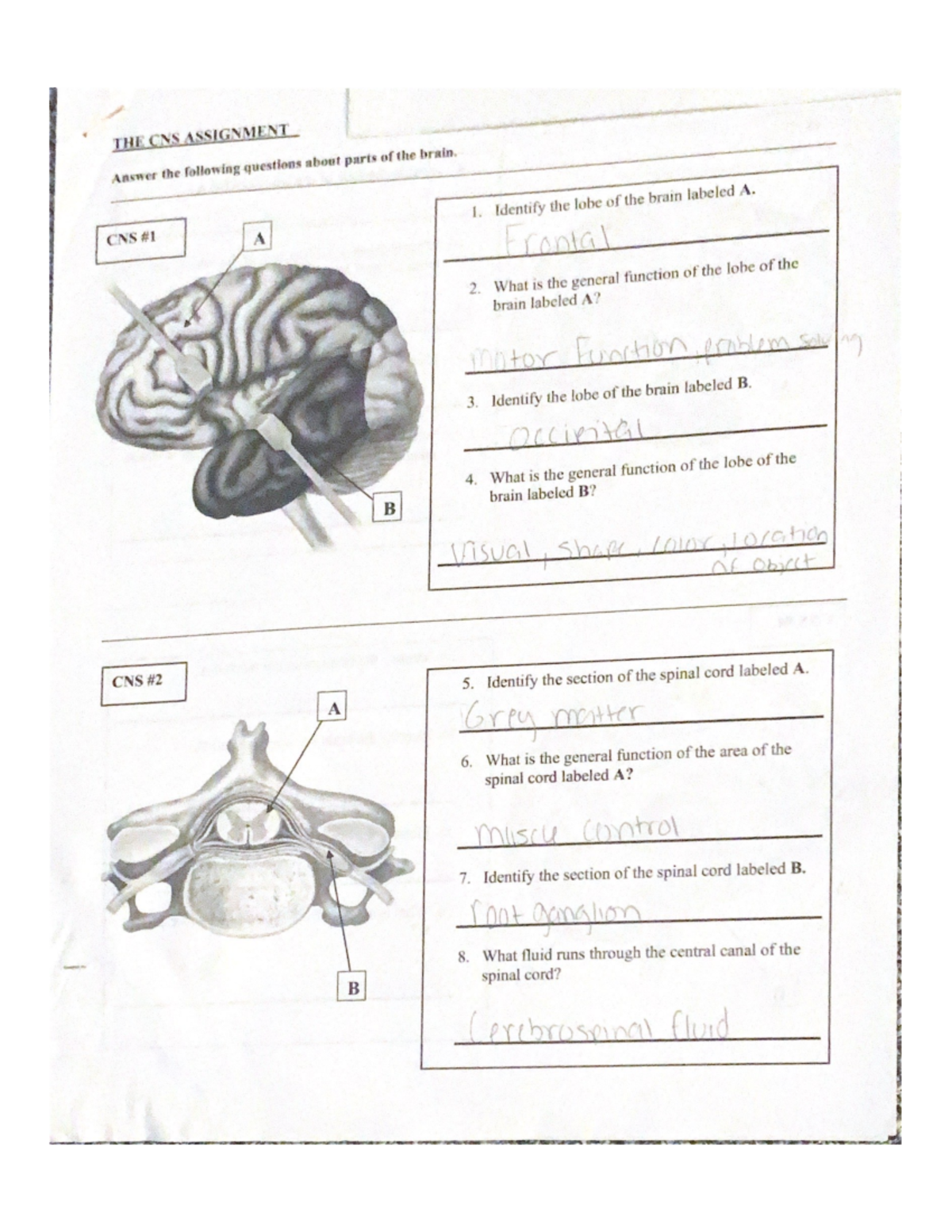 CNS Assignment A&P I - i N ical scabesncen ine aR ps rN following questions about parts of the ...