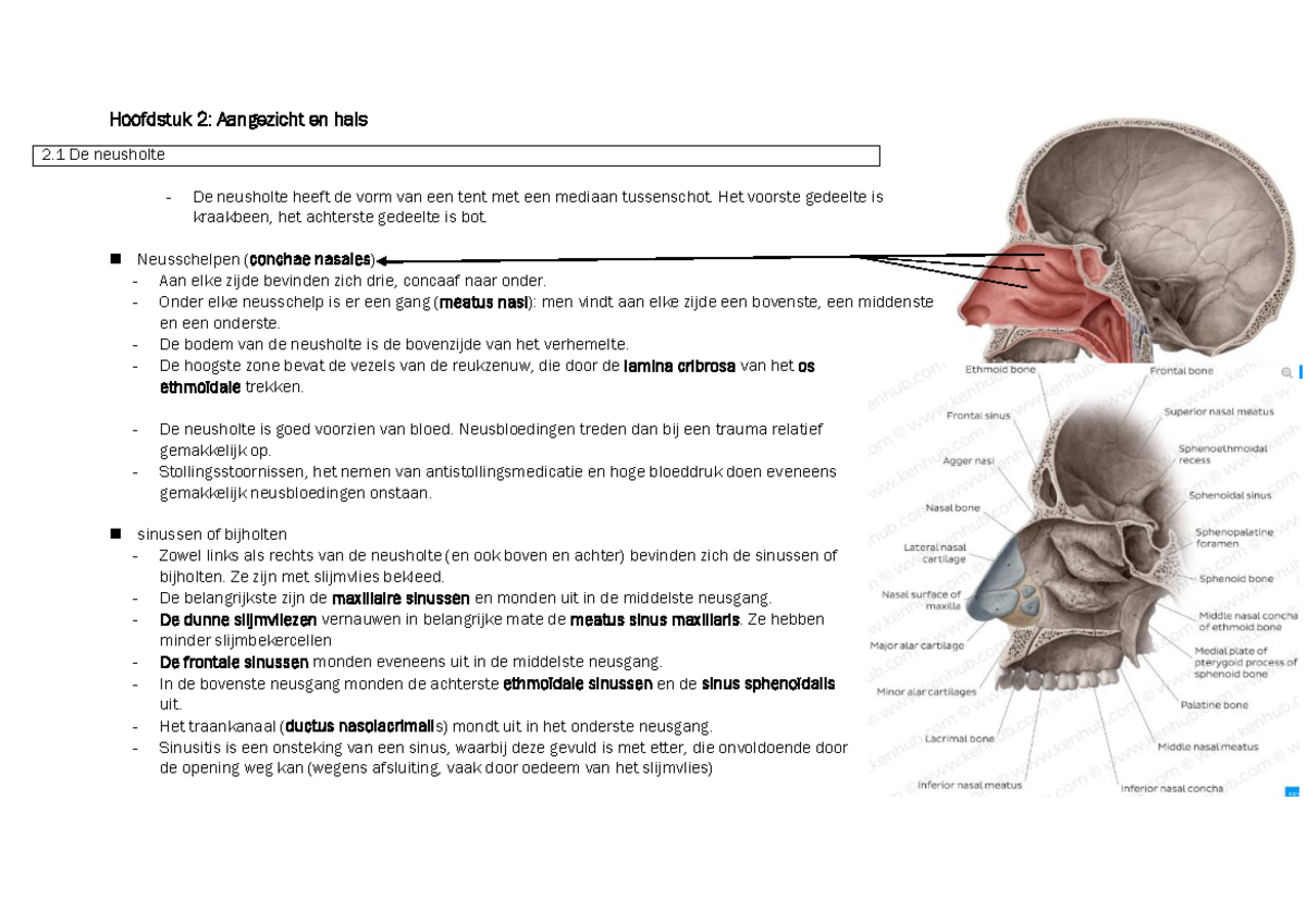Anatomie 3 samenvatting deel 1 - Hoofdstuk 2: Aangezicht en hals 2 De ...