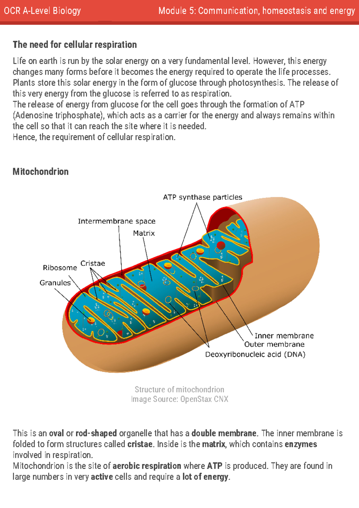 Module 5 Communication homeostasis and energy - Studocu