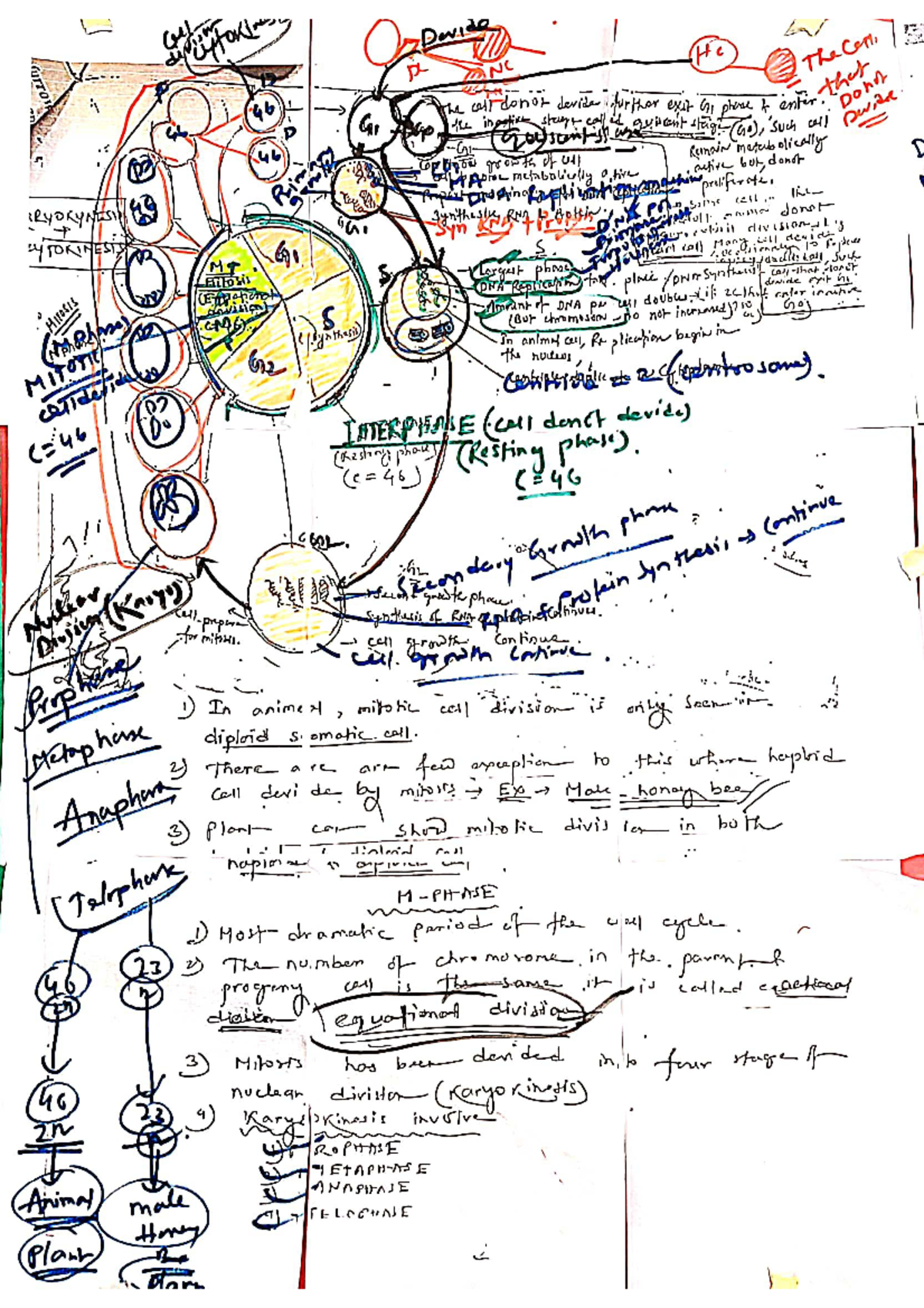 Cell cycle and cell division - Biology Class 12 - Studocu