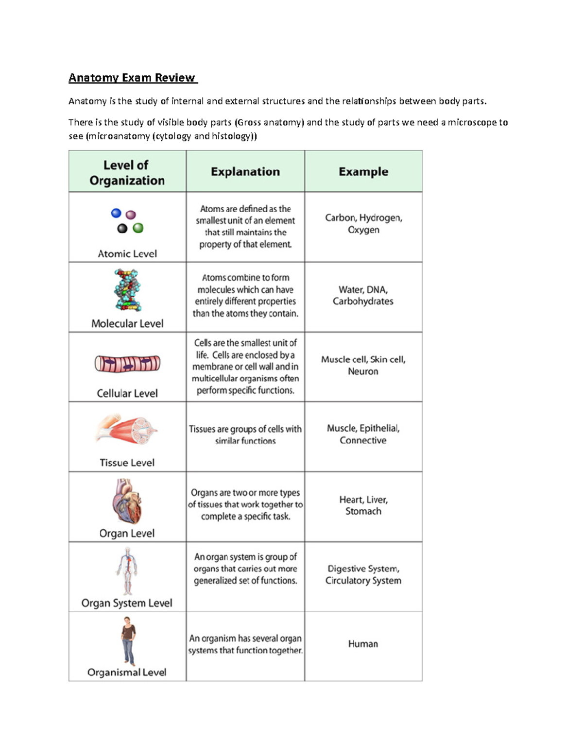 Anatomy study Notes - Anatomy Exam Review Anatomy is the study of ...