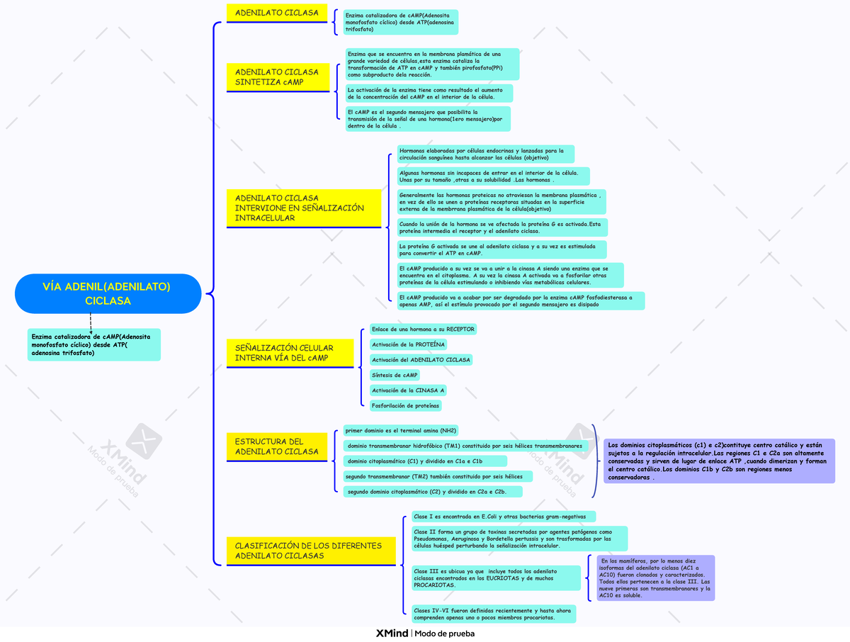VÍA Adenil( Adenilato) Ciclasa - VÍA ADENIL(ADENILATO) CICLASA ...