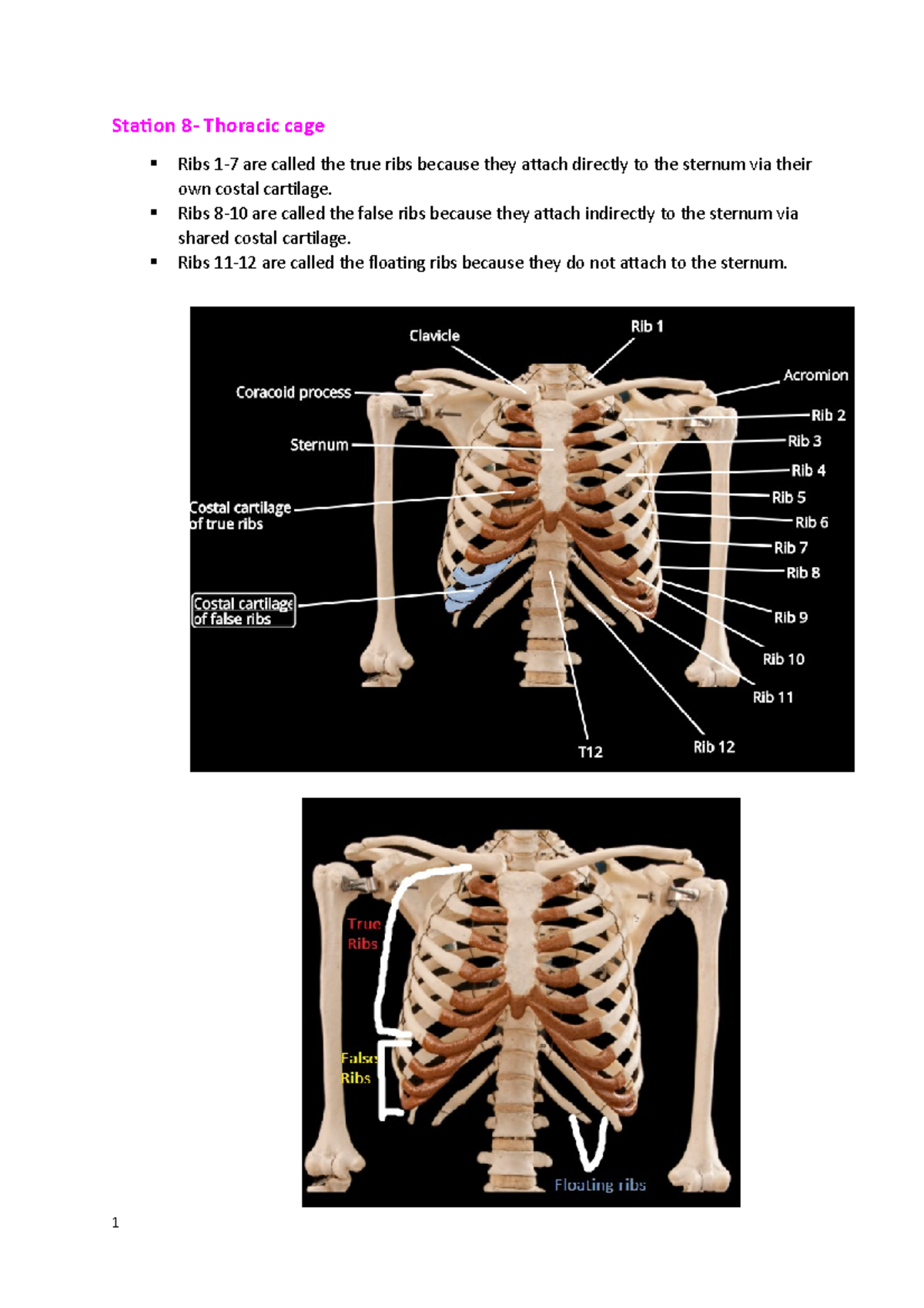 Station 8 and Station 9 - Station 8- Thoracic cage Ribs 1-7 are called ...
