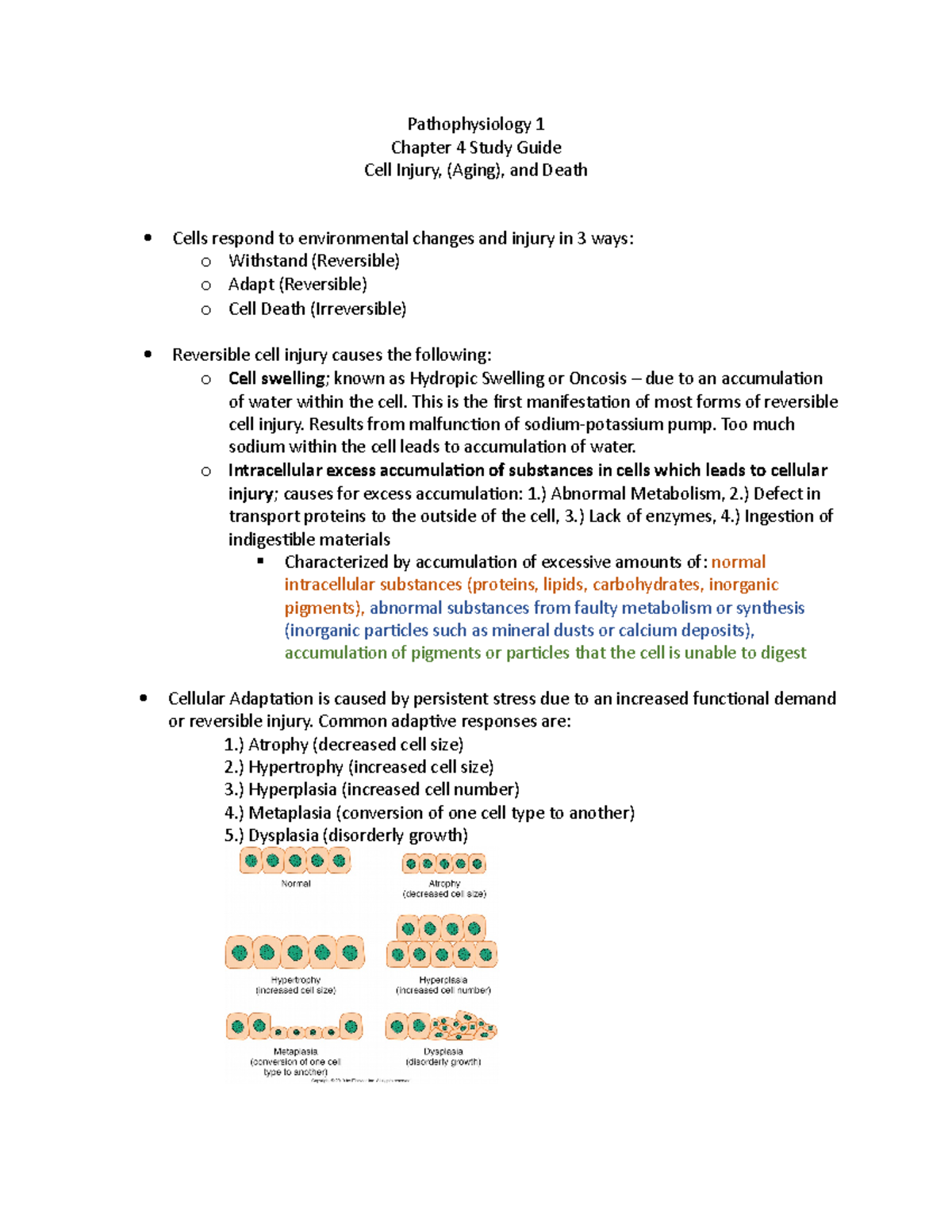 Pathophysiology 1 - see doc - Pathophysiology 1 Chapter 4 Study Guide ...