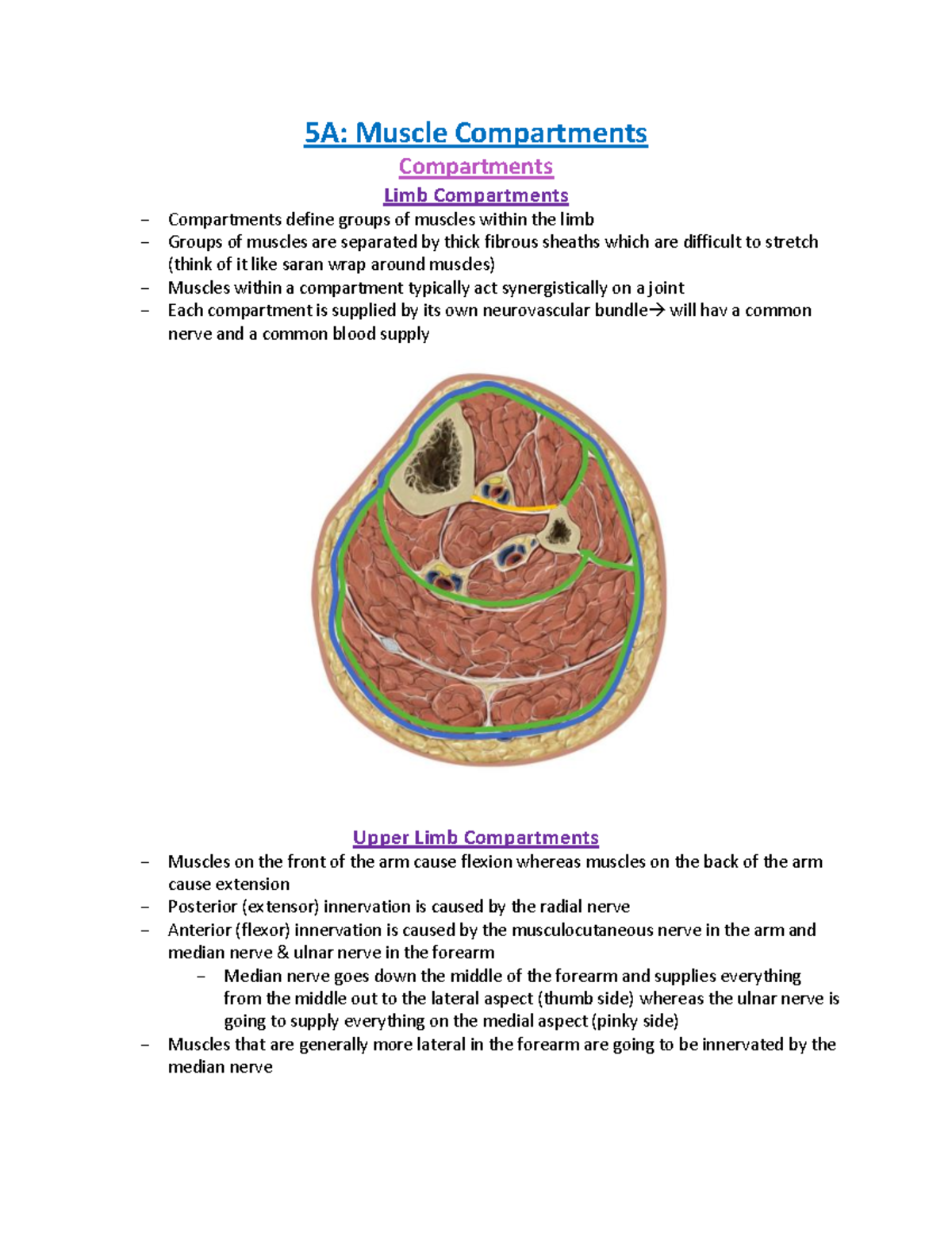 Anatomy Week 5-7 - Muscle basics and the upper and lower arm - 5A ...