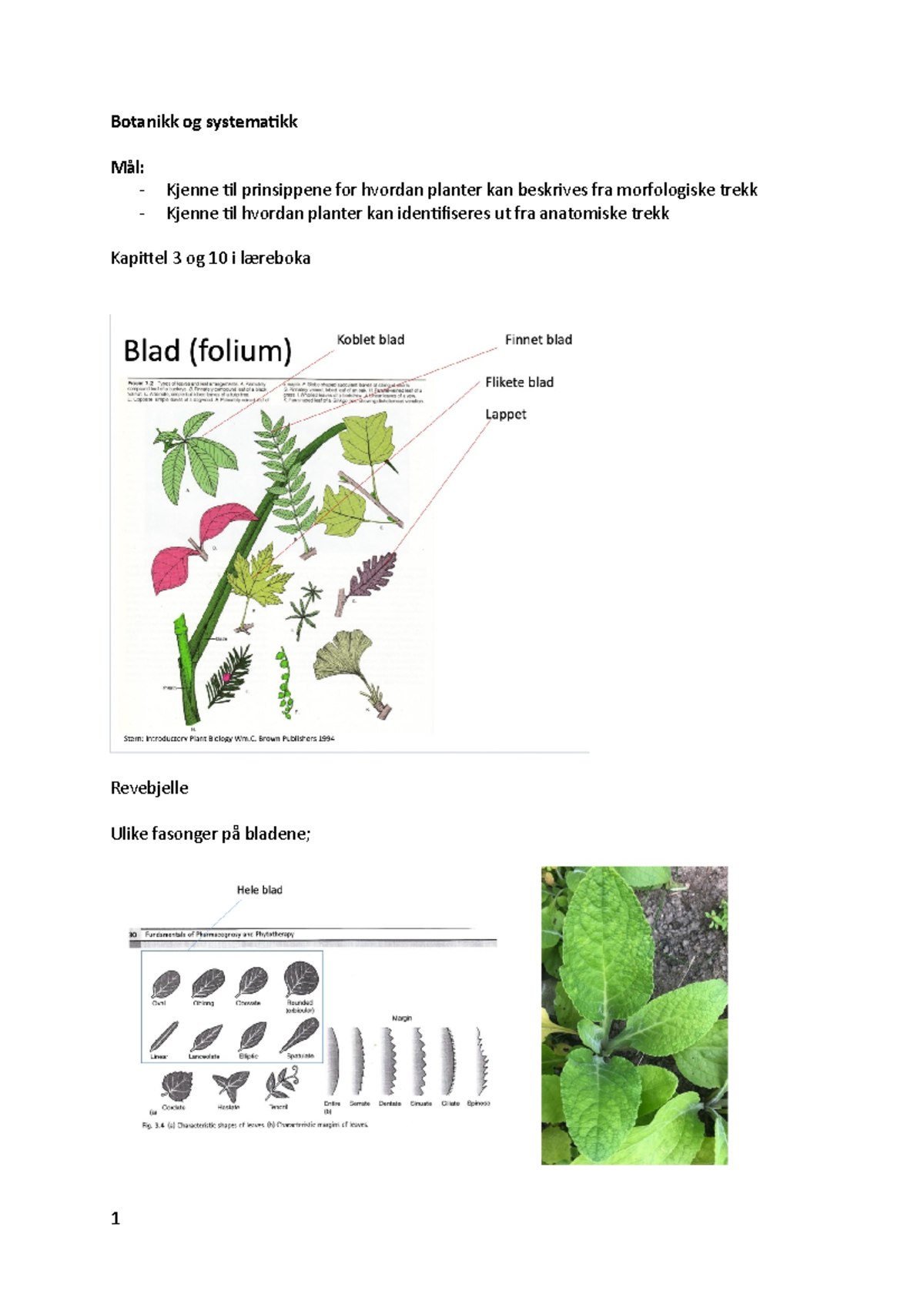 Botanikk og systematikk - Botanikk og systematikk Mål: - Kjenne til prinsippene for hvordan ...
