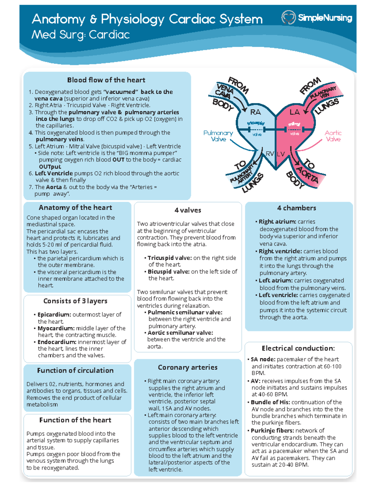 Anatomy & Physiology Cardiac System - Anatomy & Physiology Cardiac ...