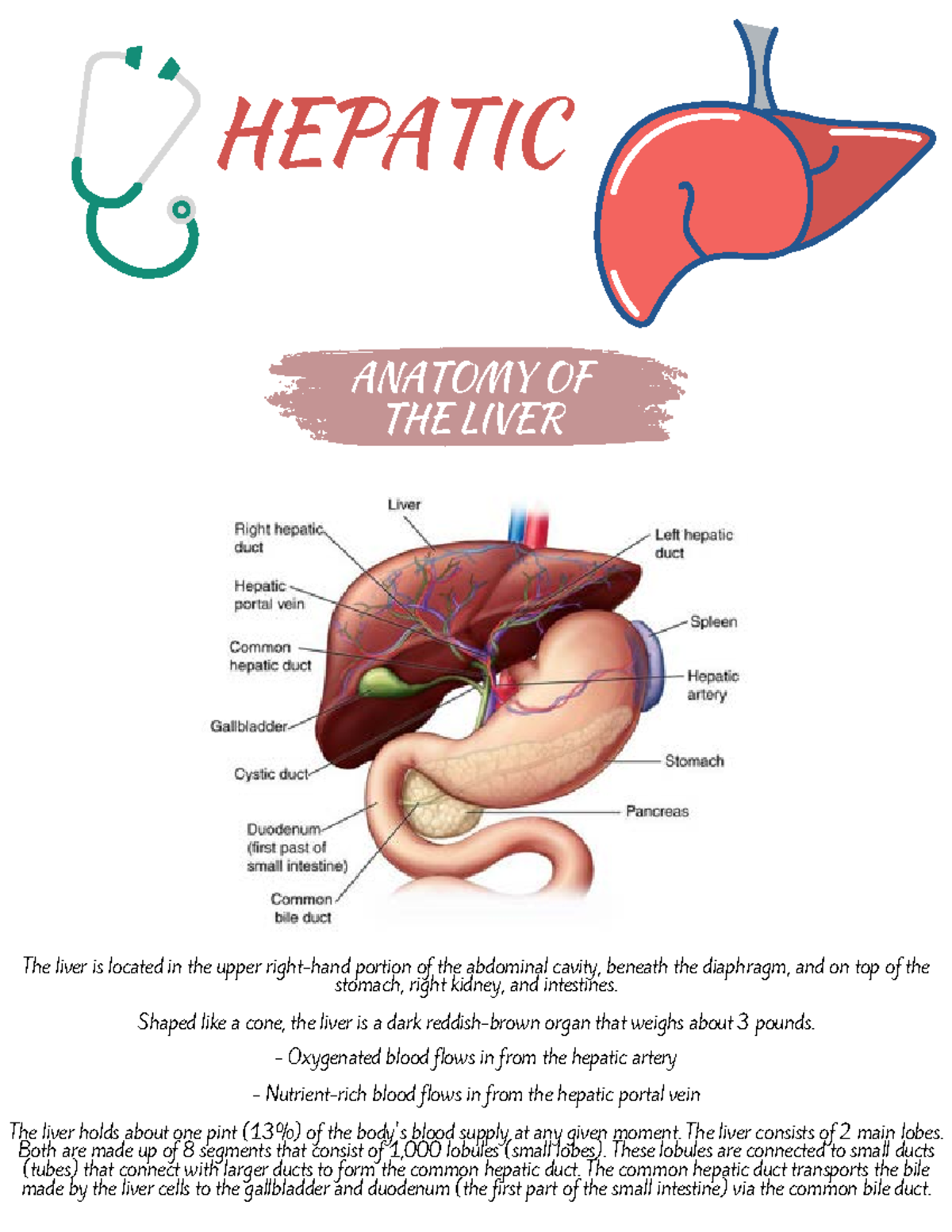 Hepatic - HEPATIC ANATOMY OF THE LIVER The liver is located in the ...