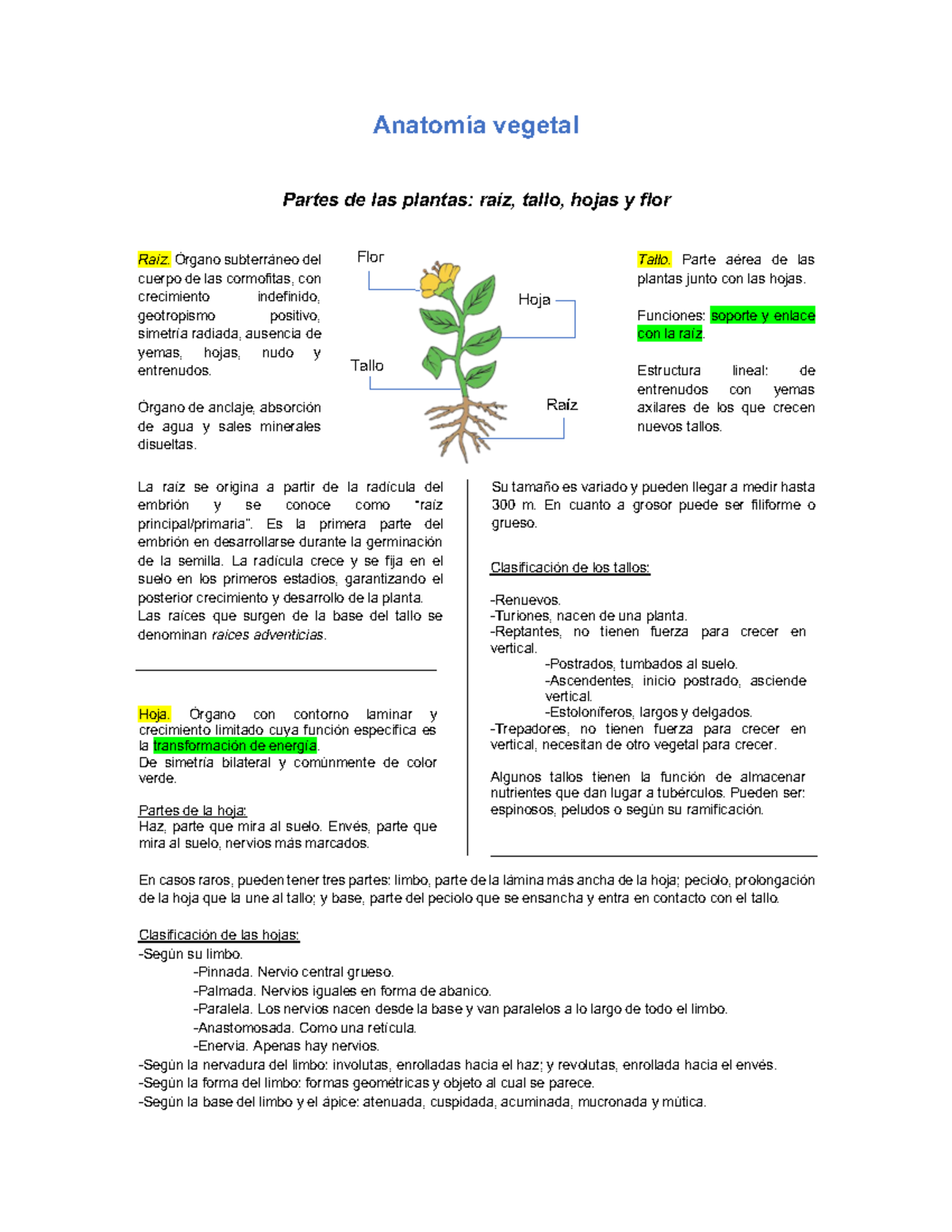 Anatomía Vegetal - Anatomía vegetal Partes de las plantas: raíz, tallo ...