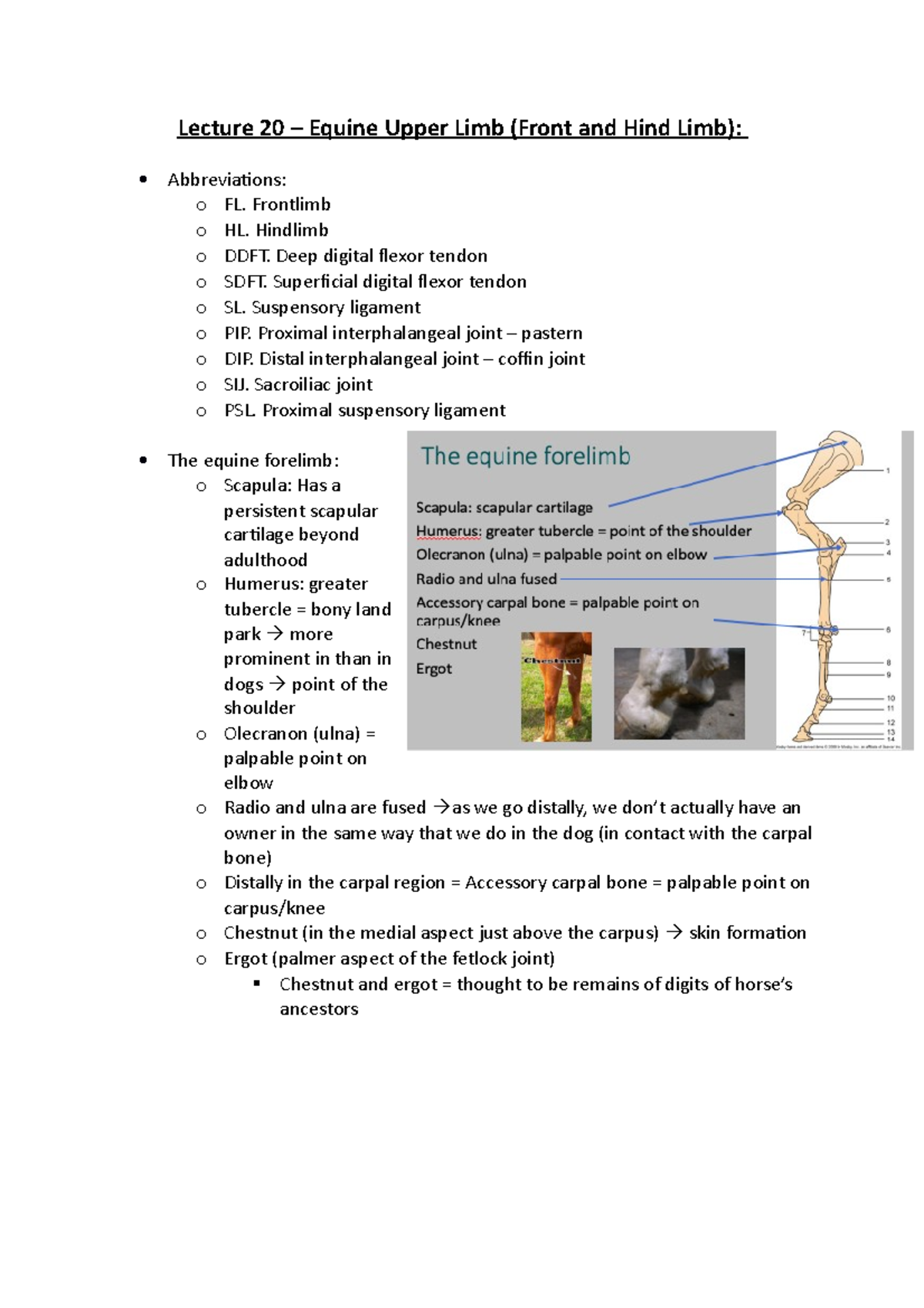 Lecture 20 – Equine Upper Limb (Front and Hind Limb)- Lecture 20 ...