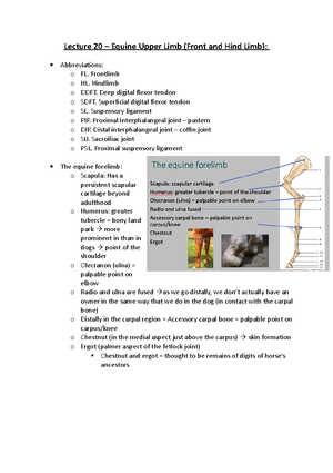 Lecture 17 – Equine Reproductive System - Lecture 17 – Equine ...