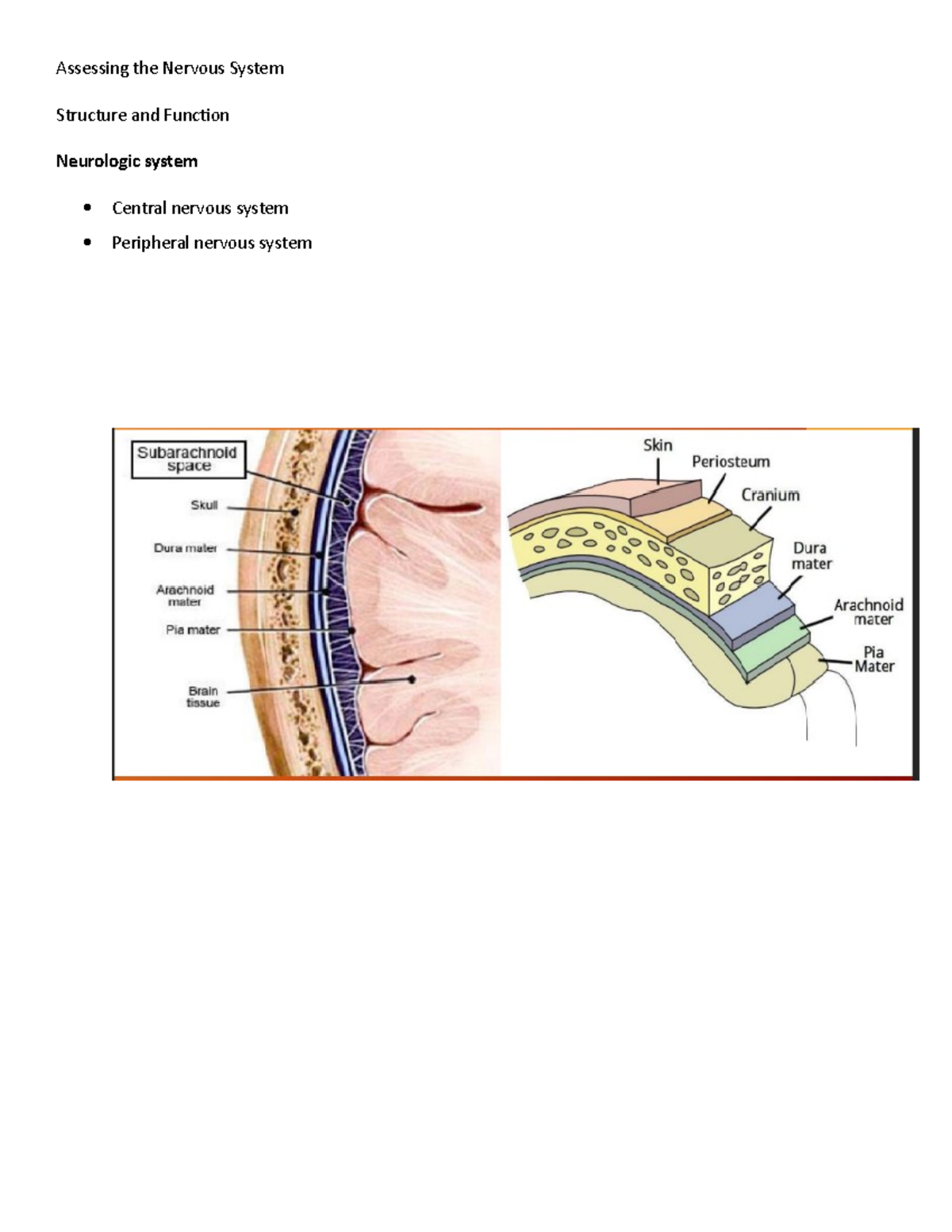 Nervous-System-musculoskeletal - Assessing the Nervous System Structure ...