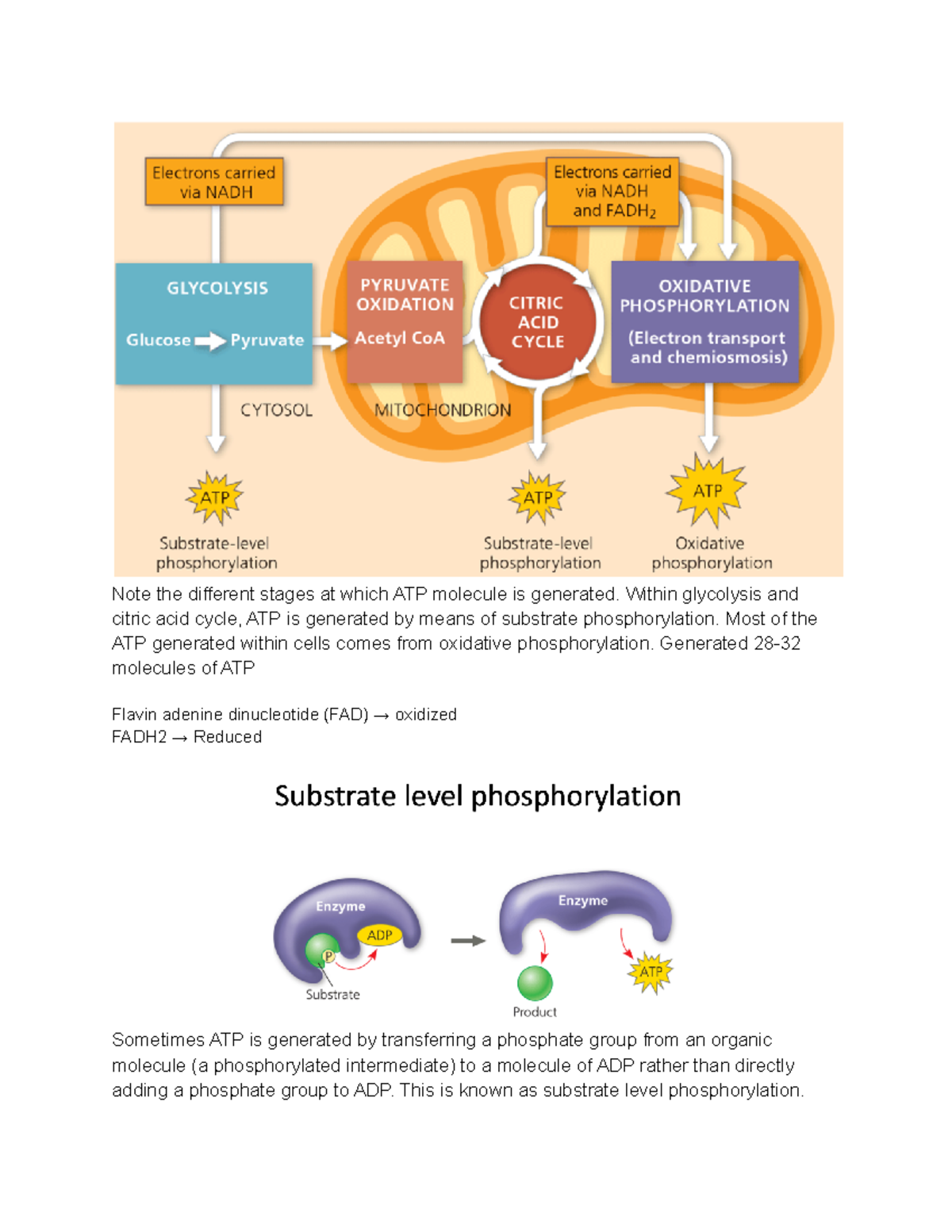 Bio 10 19 cellular respiration - Note the different stages at which ATP ...