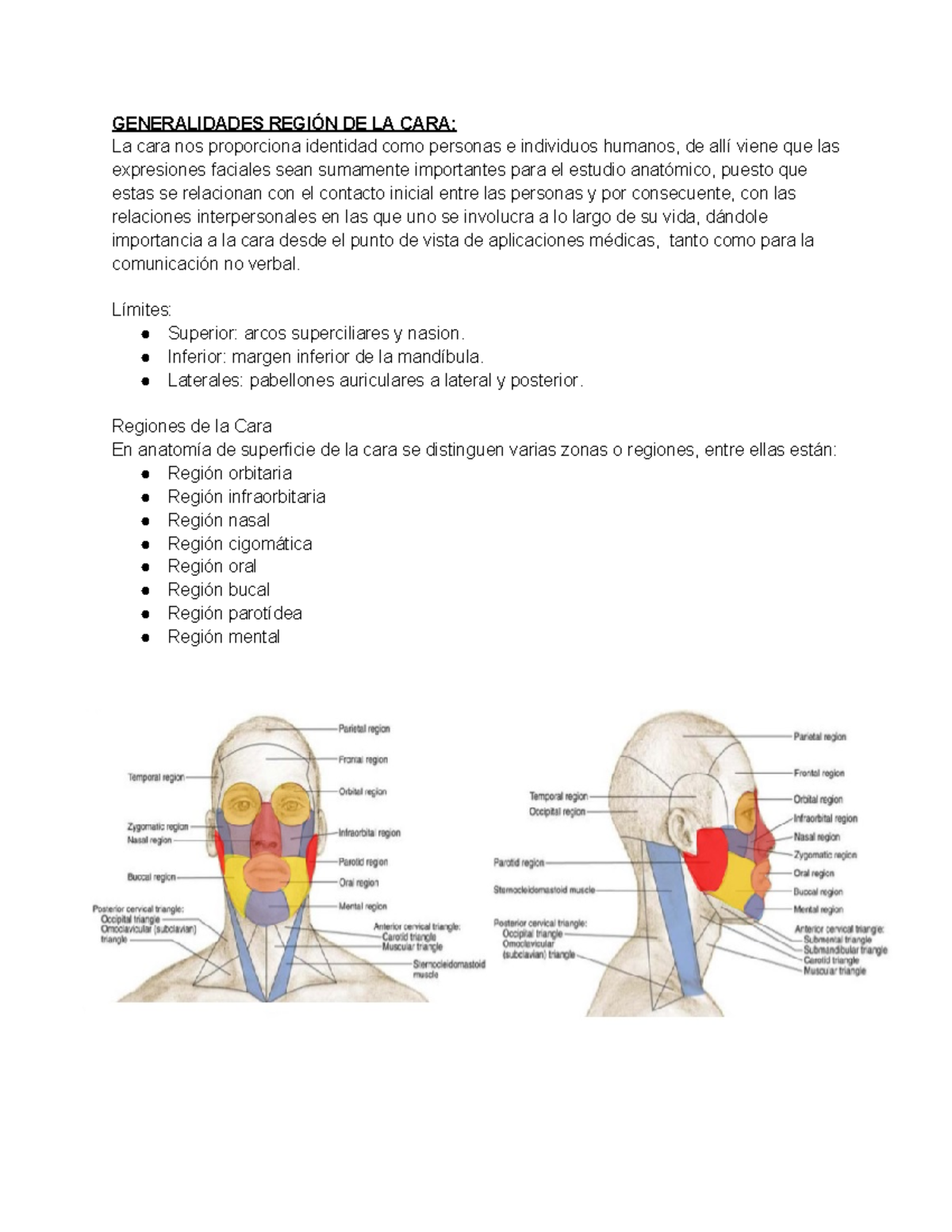 Cara - Apuntes cabeza - GENERALIDADES REGIÓN DE LA CARA: - Studocu