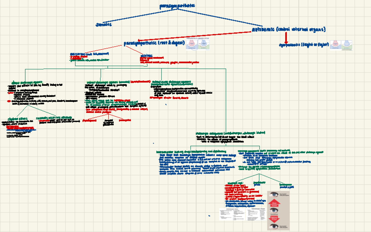 Cholinergic flow - parasympathetic somatic autonomic( controlinternal ...