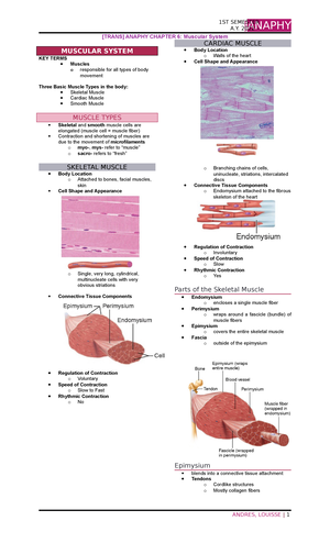 Script anatomy Muscular system - Muscular system MM. CAPITIS - muscles ...