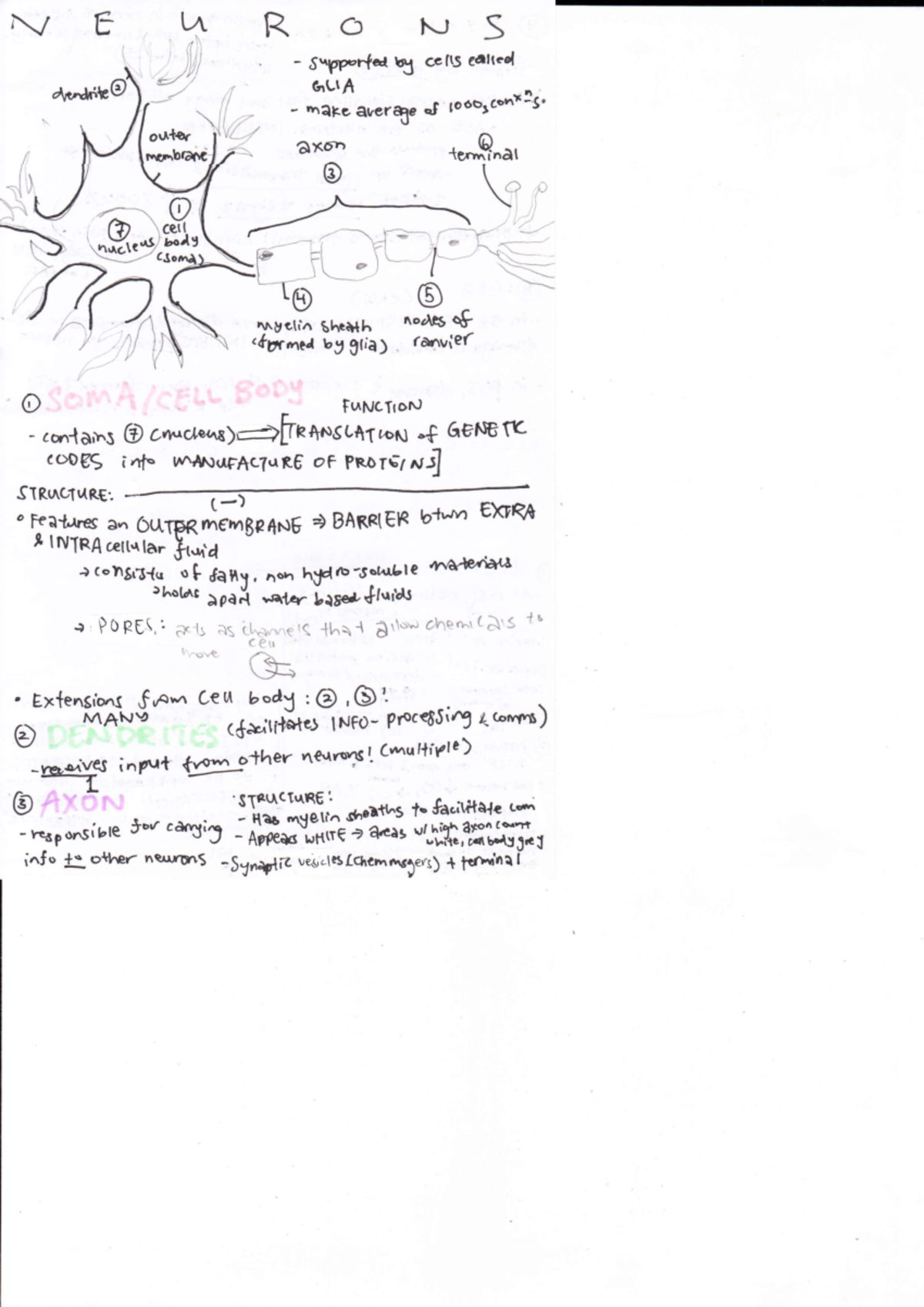 Biological Psychology Handwritten Notes - ve L^ ",Fdd,{¤ RC:h-,ts ...