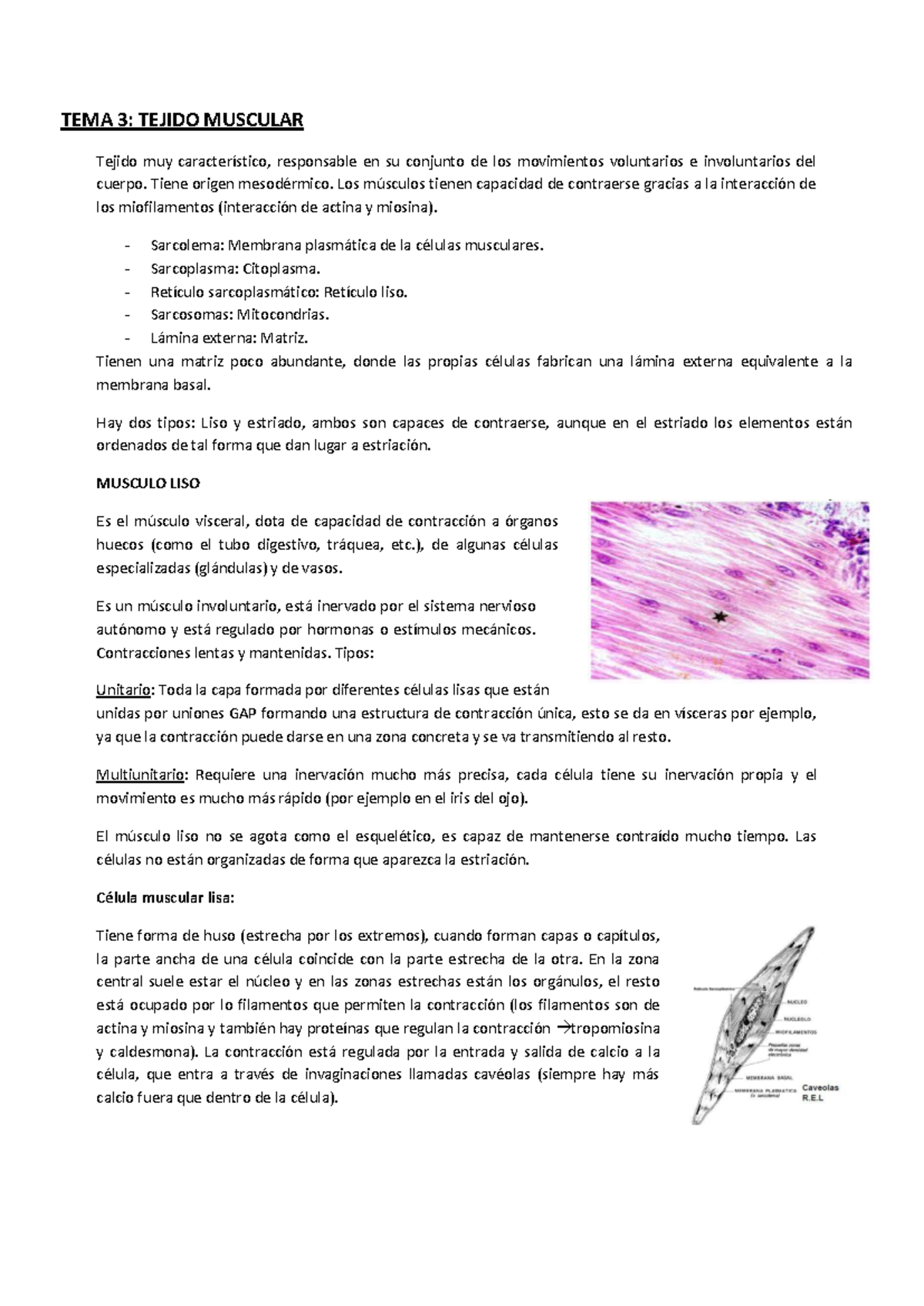 Tema 3 - Tejido Muscular - Warning: TT: undefined function: 32 TEMA 3: TEJIDO MUSCULAR Tejido ...