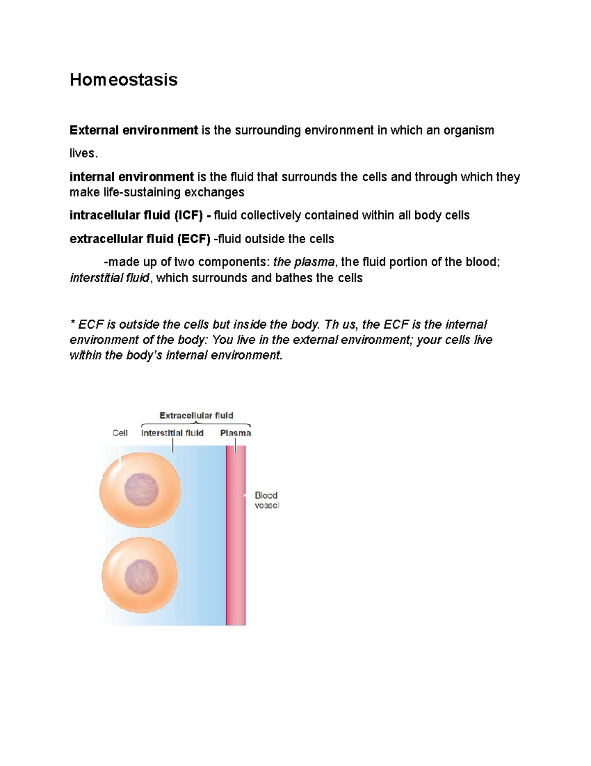 Concept of Homeostasis and body systems - Homeostasis External ...