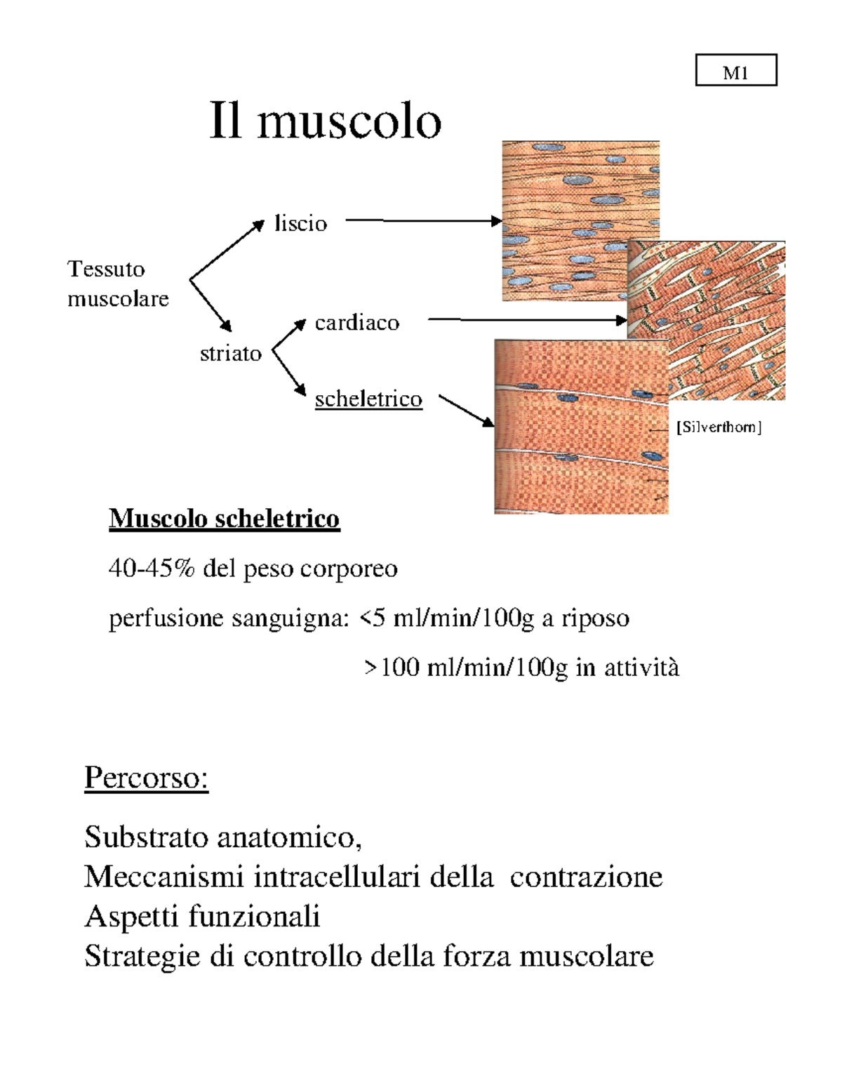 7 - Muscolo scheletrico - M1 Il muscolo liscio Tessuto muscolare ...