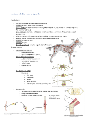 All canine muscles - Canine Muscle Origins, Insertions, Actions and ...