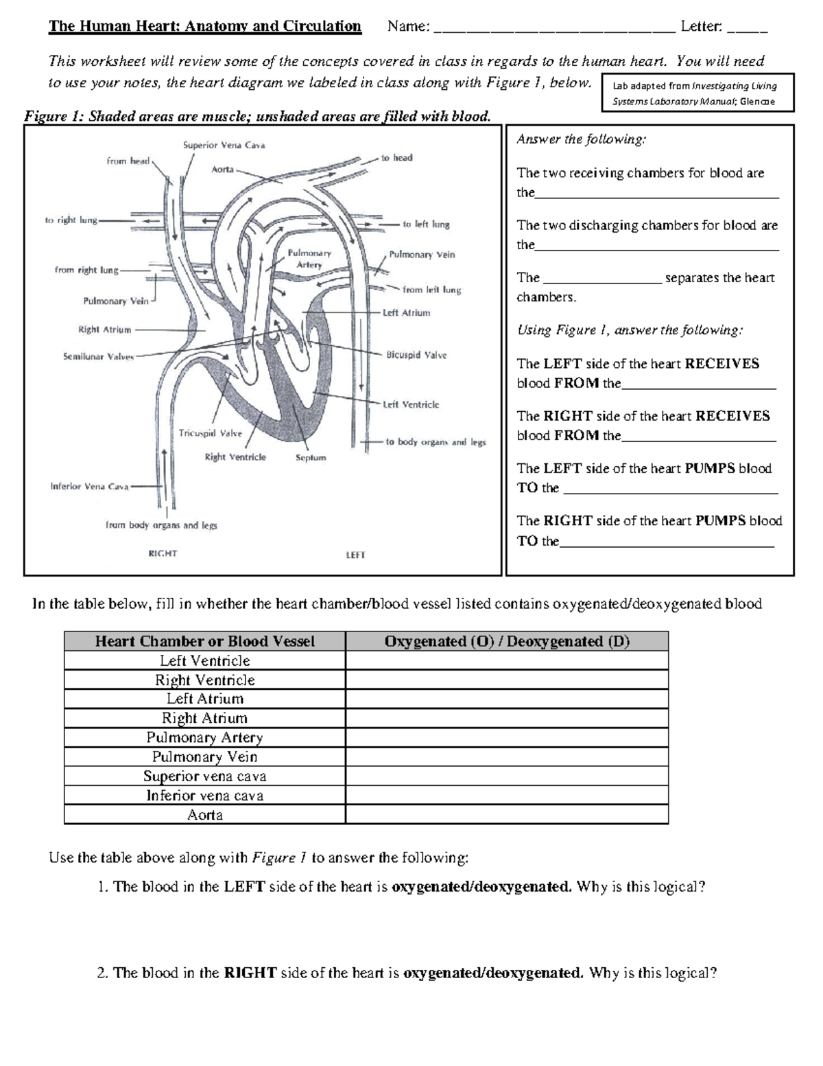 Heart and Blood Flow - The Human Heart: Anatomy and Circulation Name