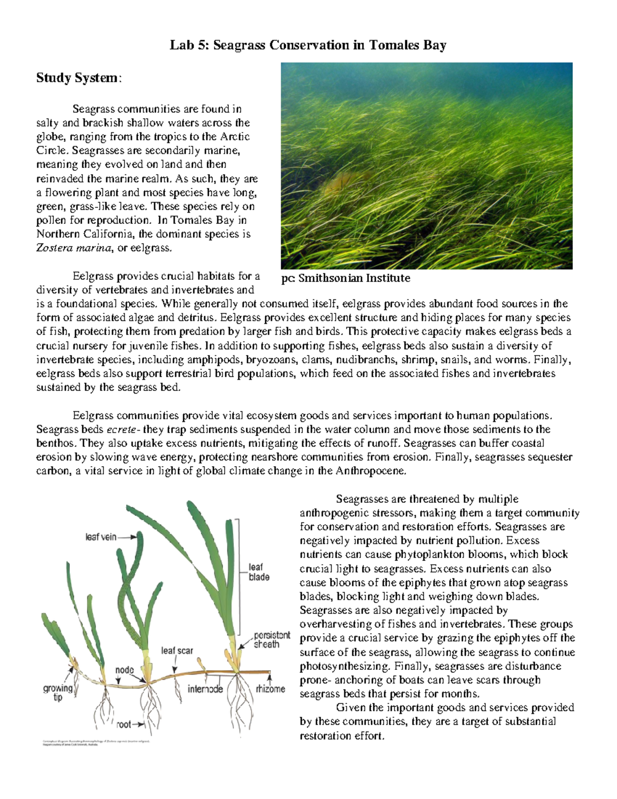 Lab 5 - Lecture notes 3 - Lab 5: Seagrass Conservation in Tomales Bay ...