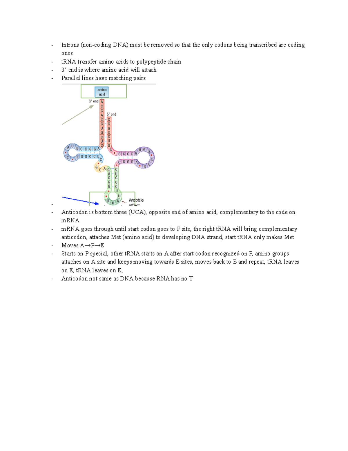 Protein Synthesis - Introns (non-coding DNA) must be removed so that ...