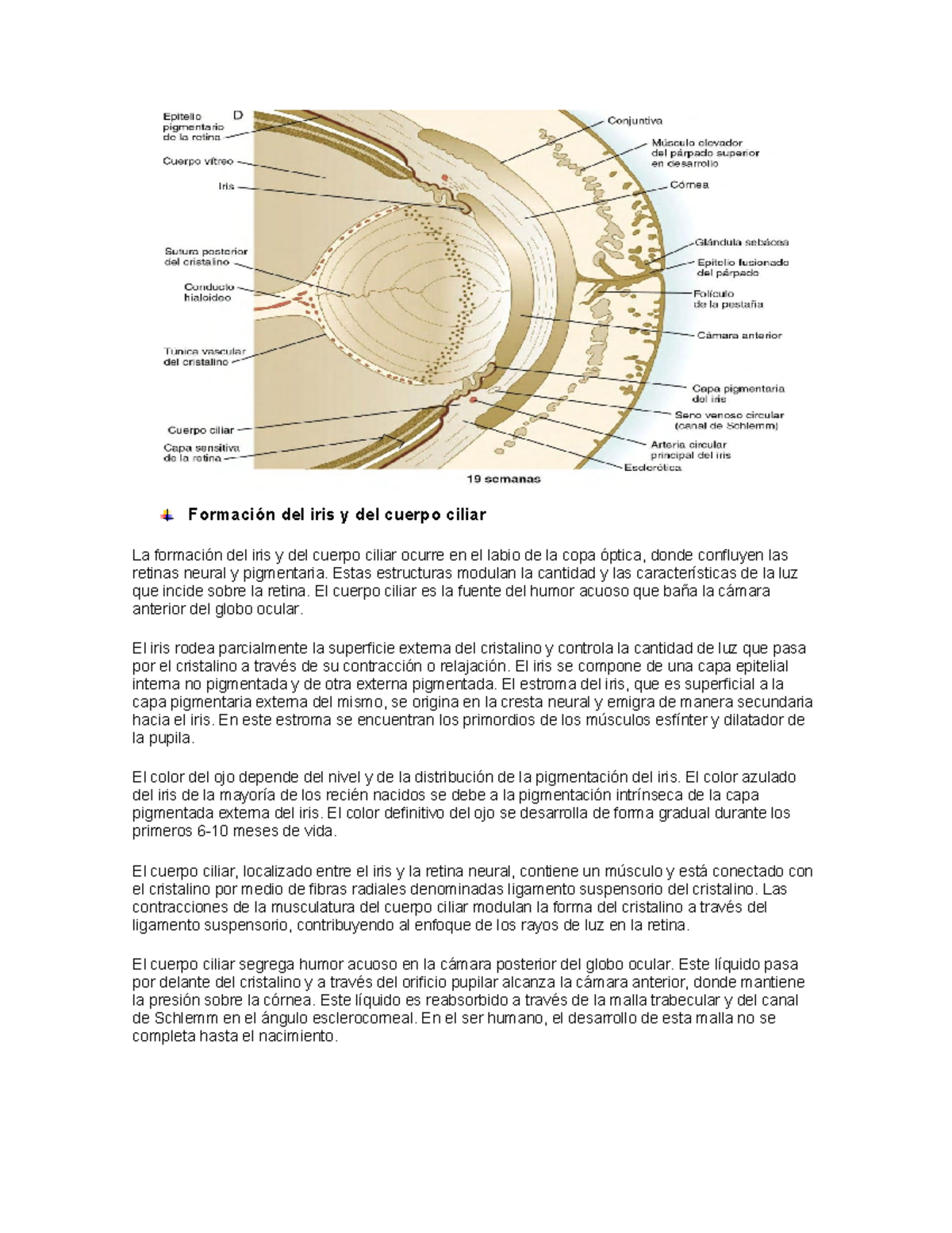 Formación del iris y del cuerpo ciliar - Formación del iris y del cuerpo ciliar La formación del ...