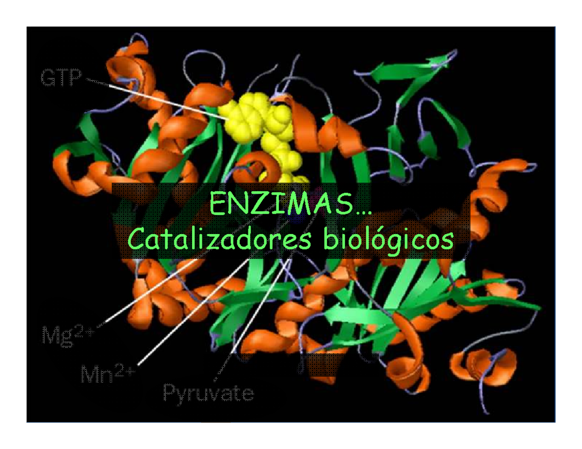 Enzimas - ENZIMAS... Catalizadores biológicos Las enzimas están en el ...
